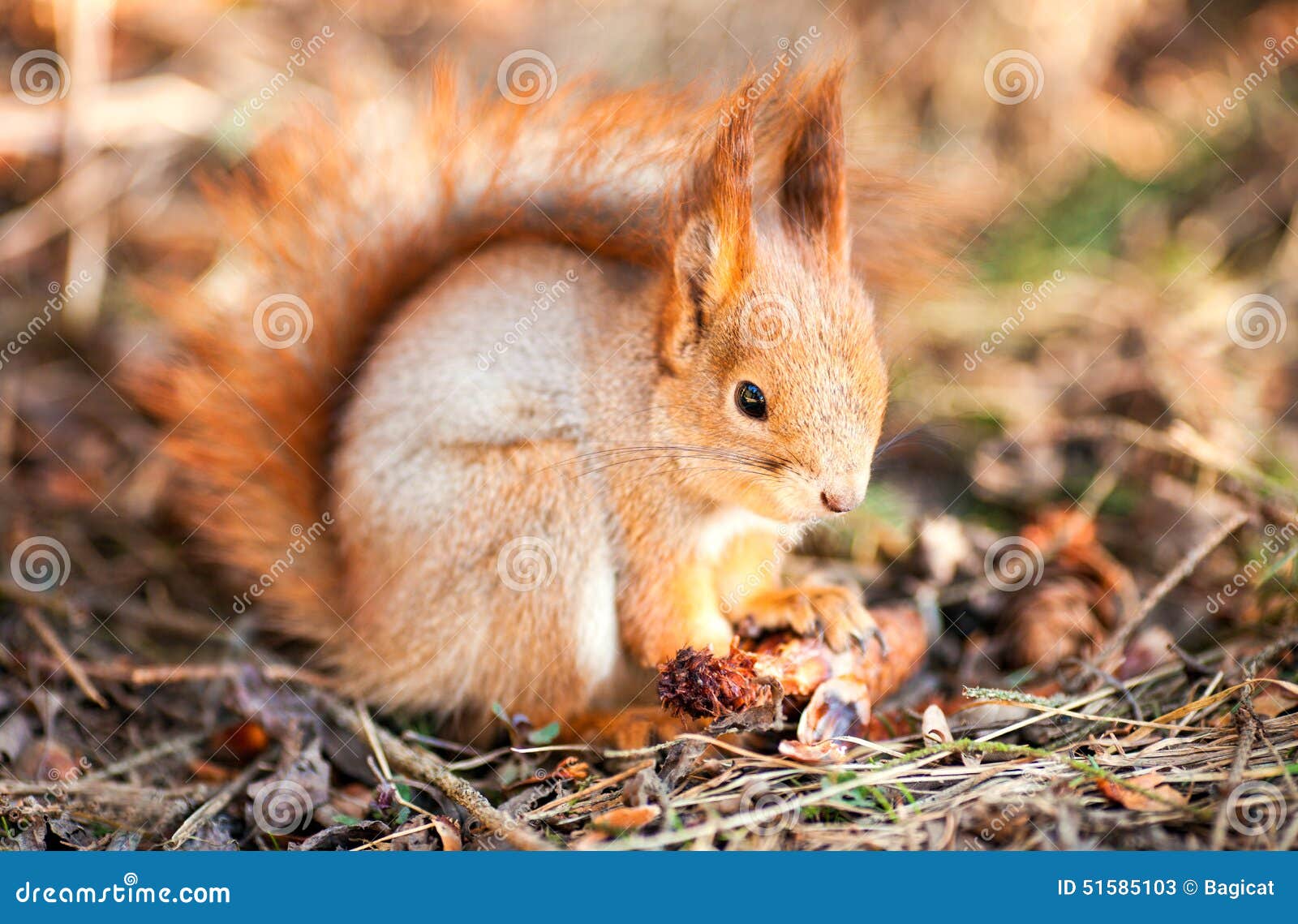 Red Squirrel Keeps Paws Bump Stock Image - Image of brown, background ...