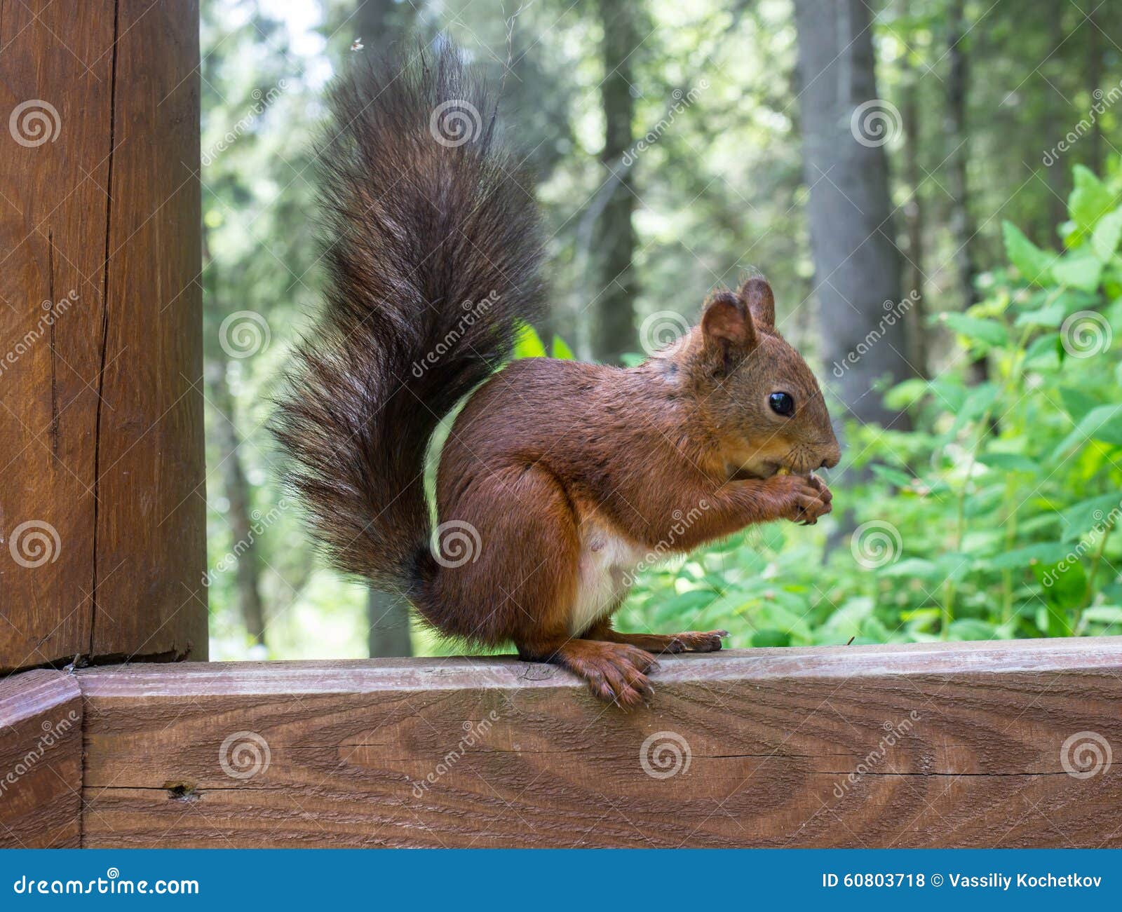 Red Squirrel stock photo. Image of creature, habitat - 60803718