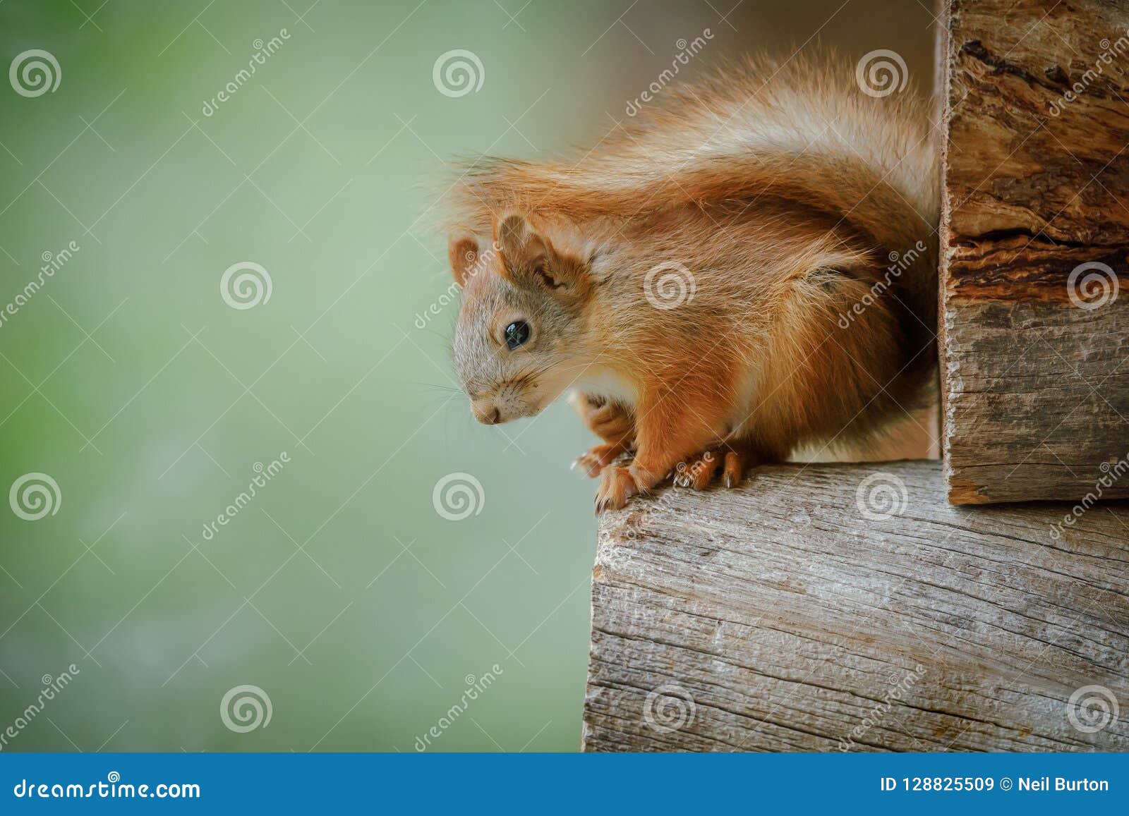 A Red Squirrel on a Log Pile Stock Image - Image of wild, animal: 128825509