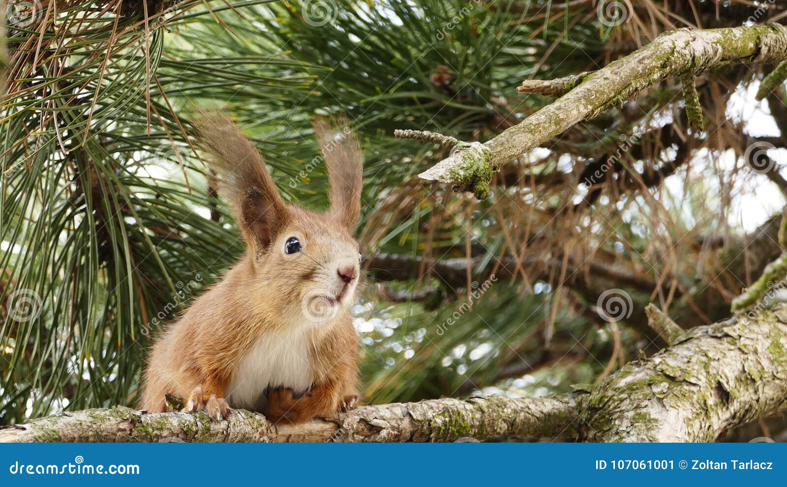 Red Squirrel with Long Ears on the Pine Tree Stock Image - Image of ...