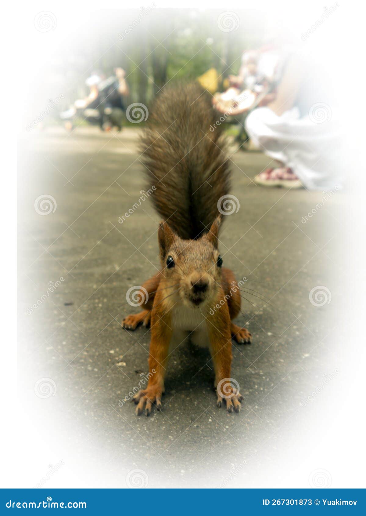 Red Fluffy Squirrel Looking Directly Forward Front View Stock Image ...