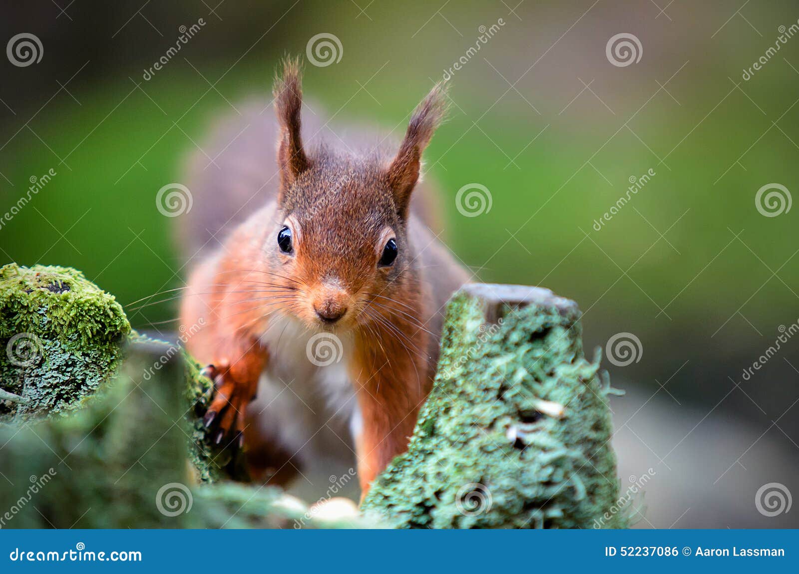 Red Squirrel Looking Ahead with Tufted Ears Stock Photo - Image of ...