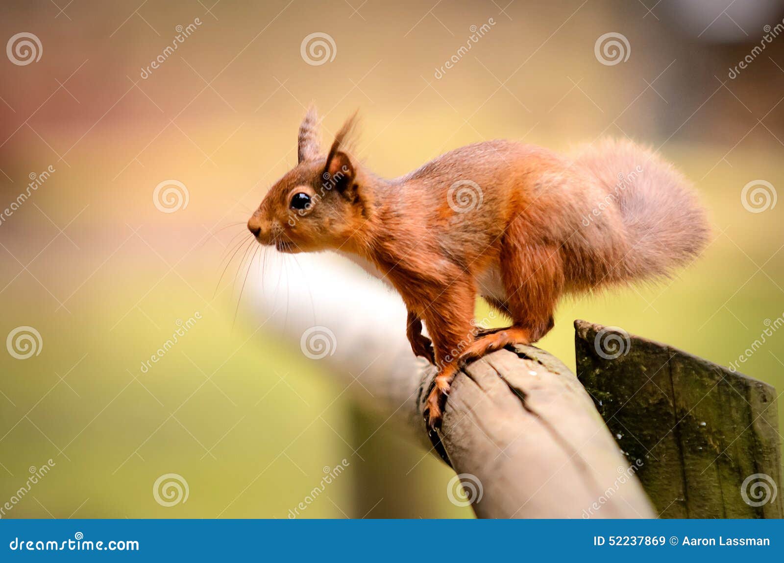 Red Squirrel Looking Ahead with Tufted Ears Stock Image - Image of cute ...