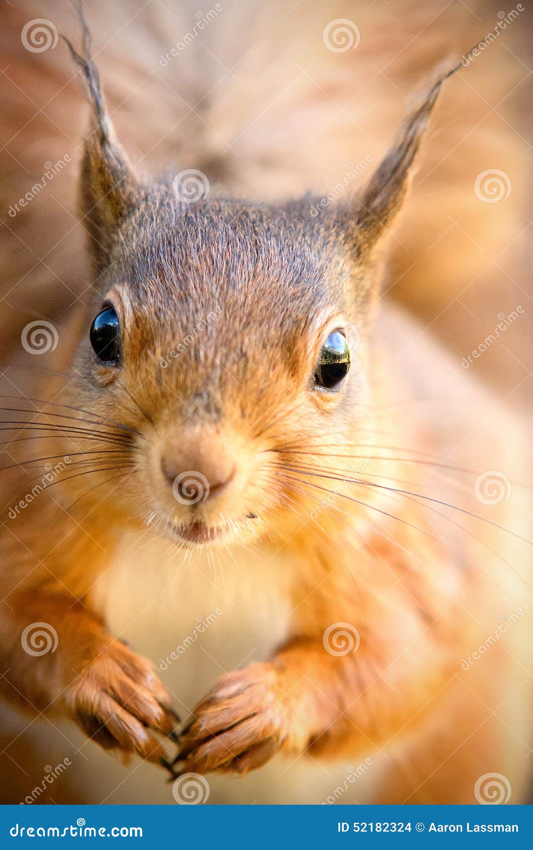 Red Squirrel Looking Ahead with Tufted Ears Stock Photo - Image of ...