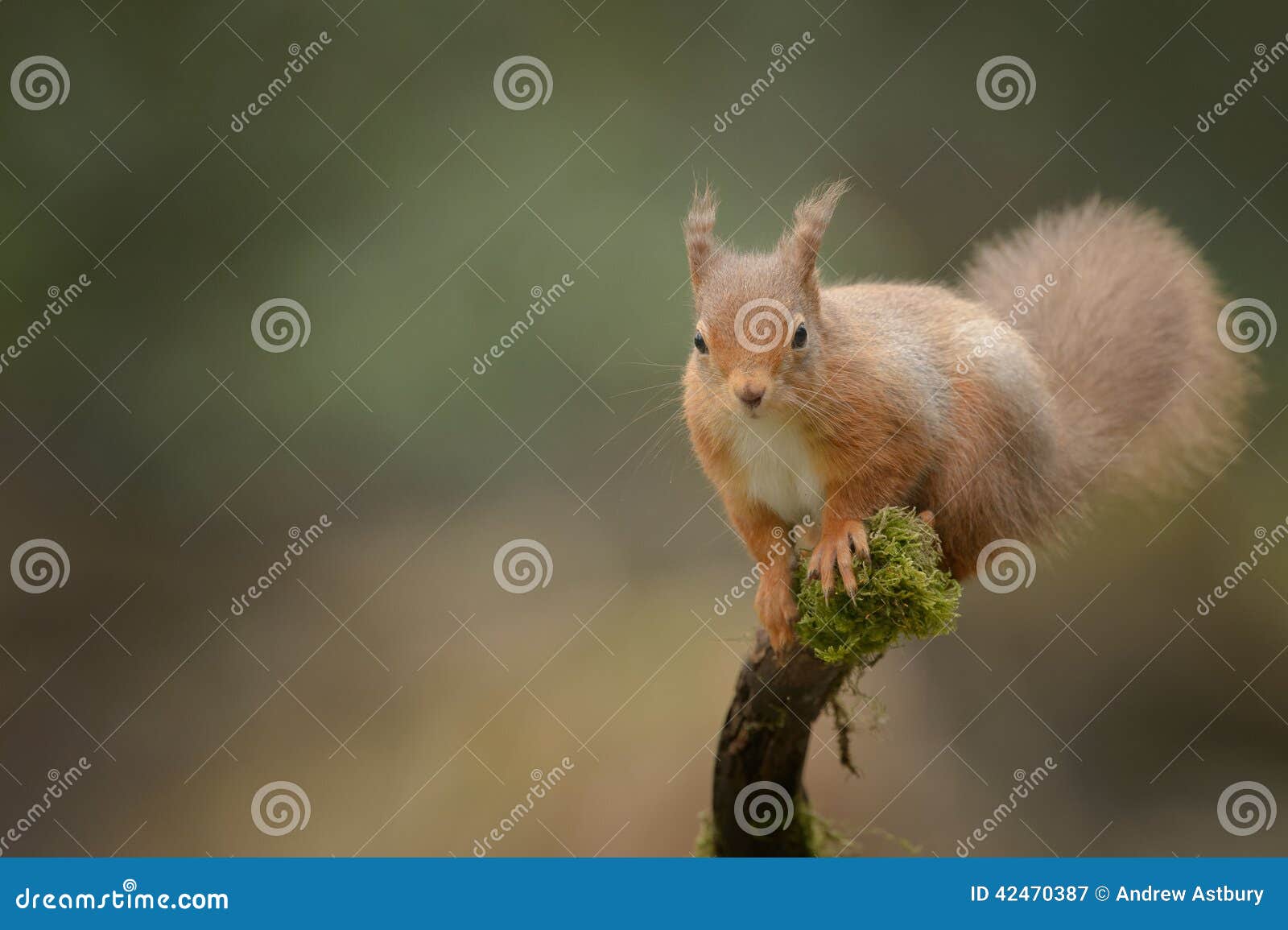 Red Squirrel Looking at Camera Stock Image - Image of scotland ...