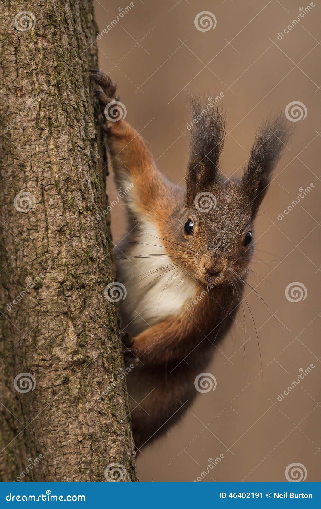 Red squirrel looking down stock image. Image of pose - 46402191