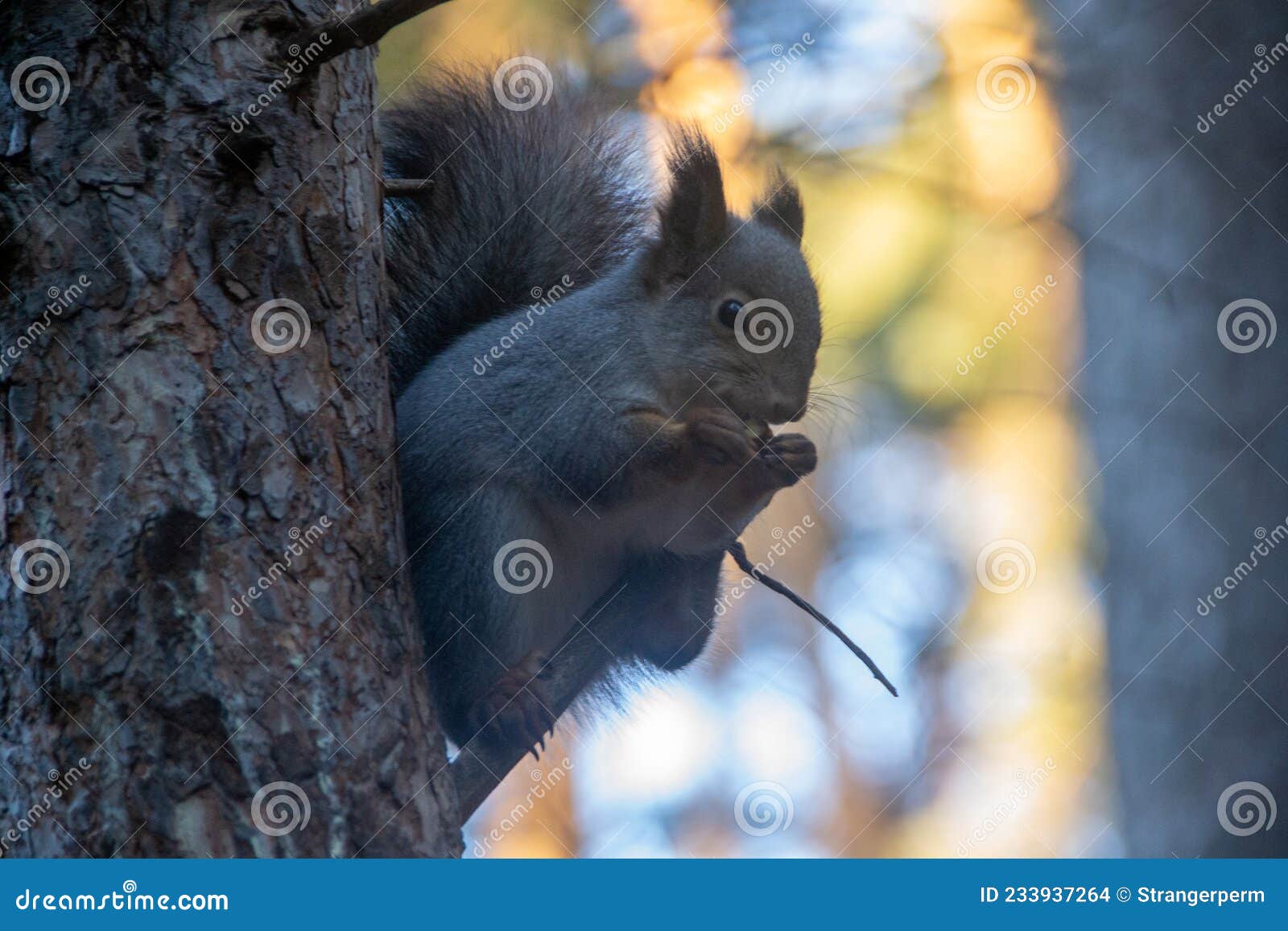 Red squirrel at lunch stock photo. Image of fluffy, lunch - 233937264