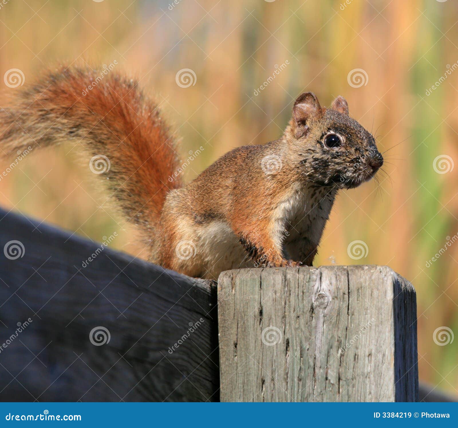 Red Squirrel with Muddy Face Stock Image - Image of fall, ontario: 3384219