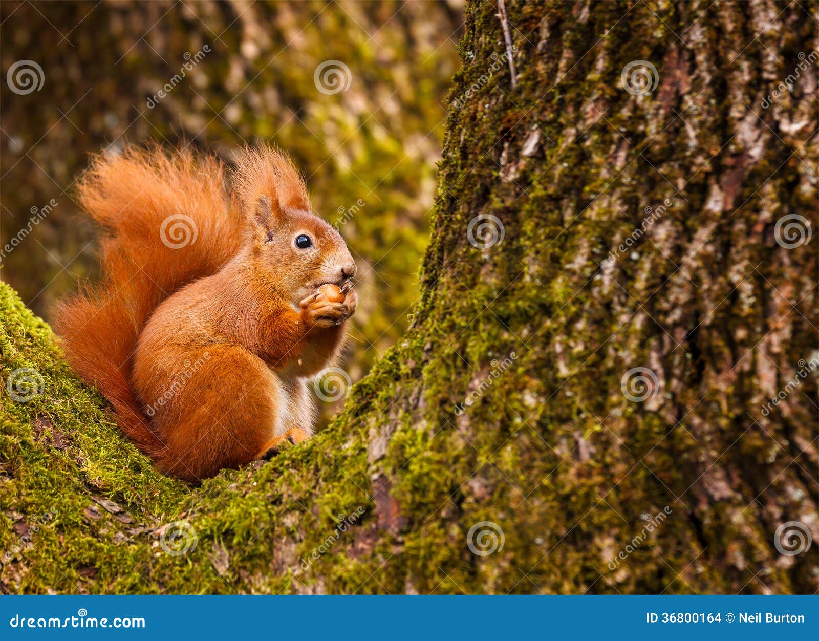 Red Squirrel Munching on a Hazel Nut Stock Photo - Image of pose ...