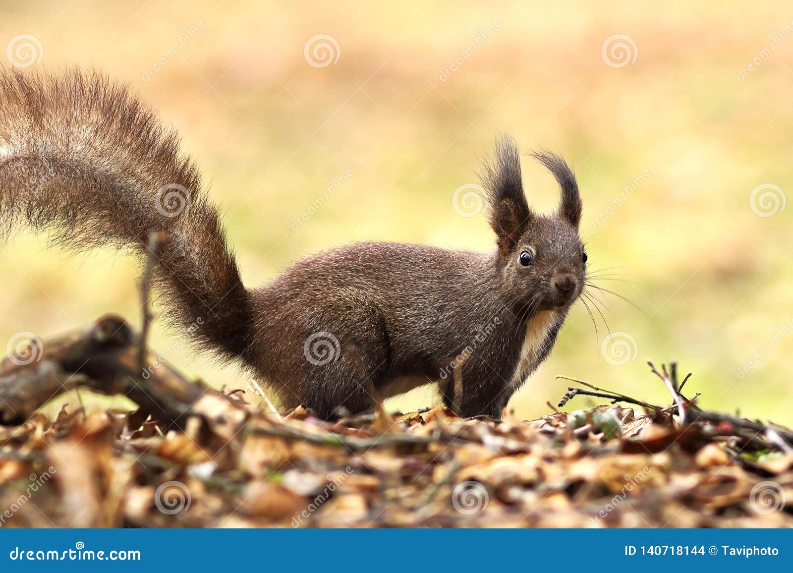 Red Squirrel in Natural Habitat Stock Photo - Image of park, grey ...