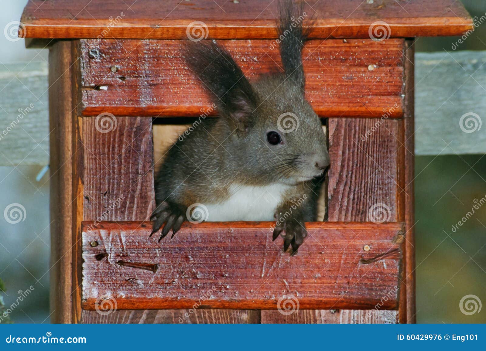 Red Squirrel Nest Box Stock Photos - Free & Royalty-Free Stock Photos ...