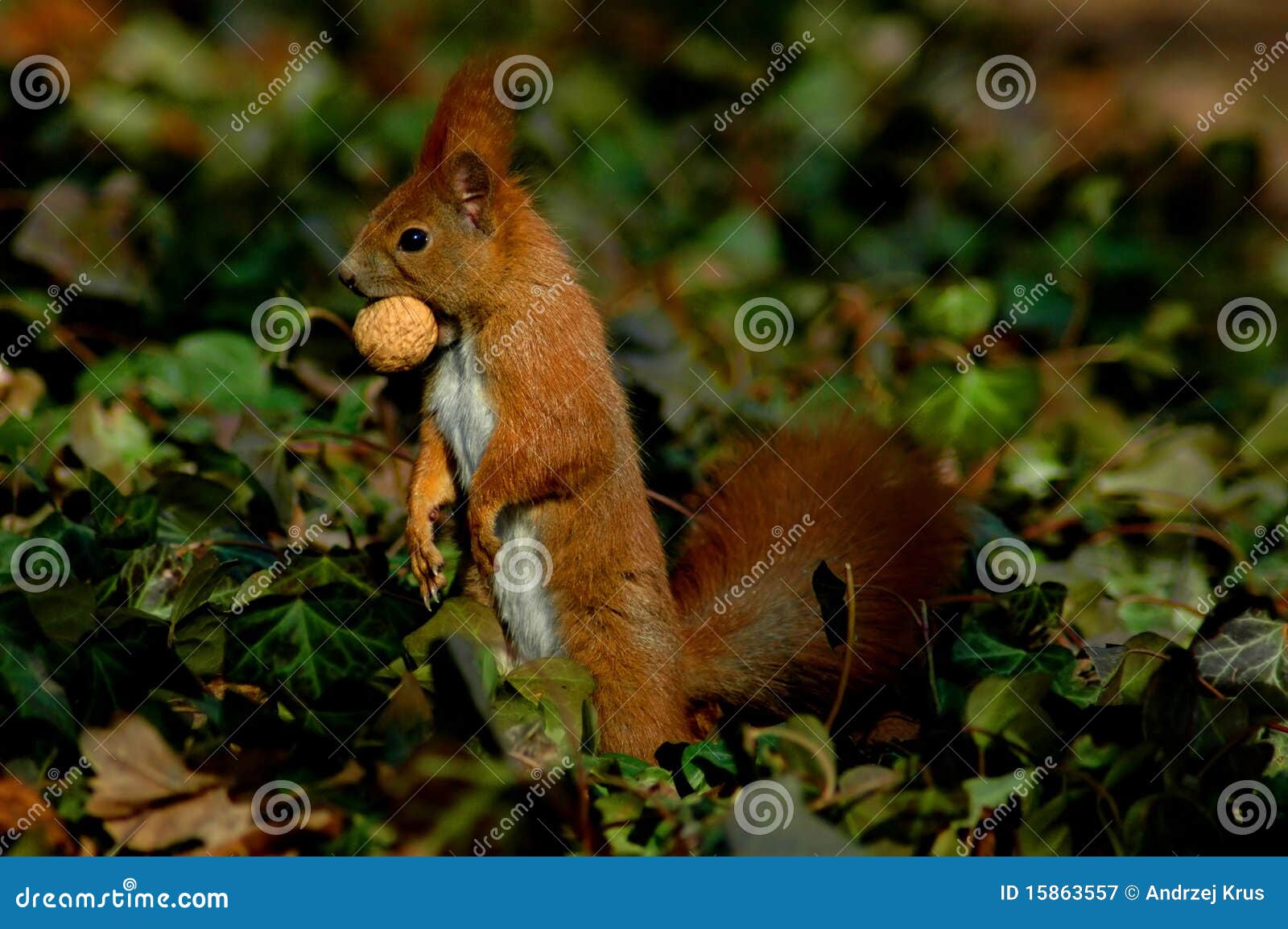 Red squirrel with nut stock image. Image of eating, nuts - 15863557