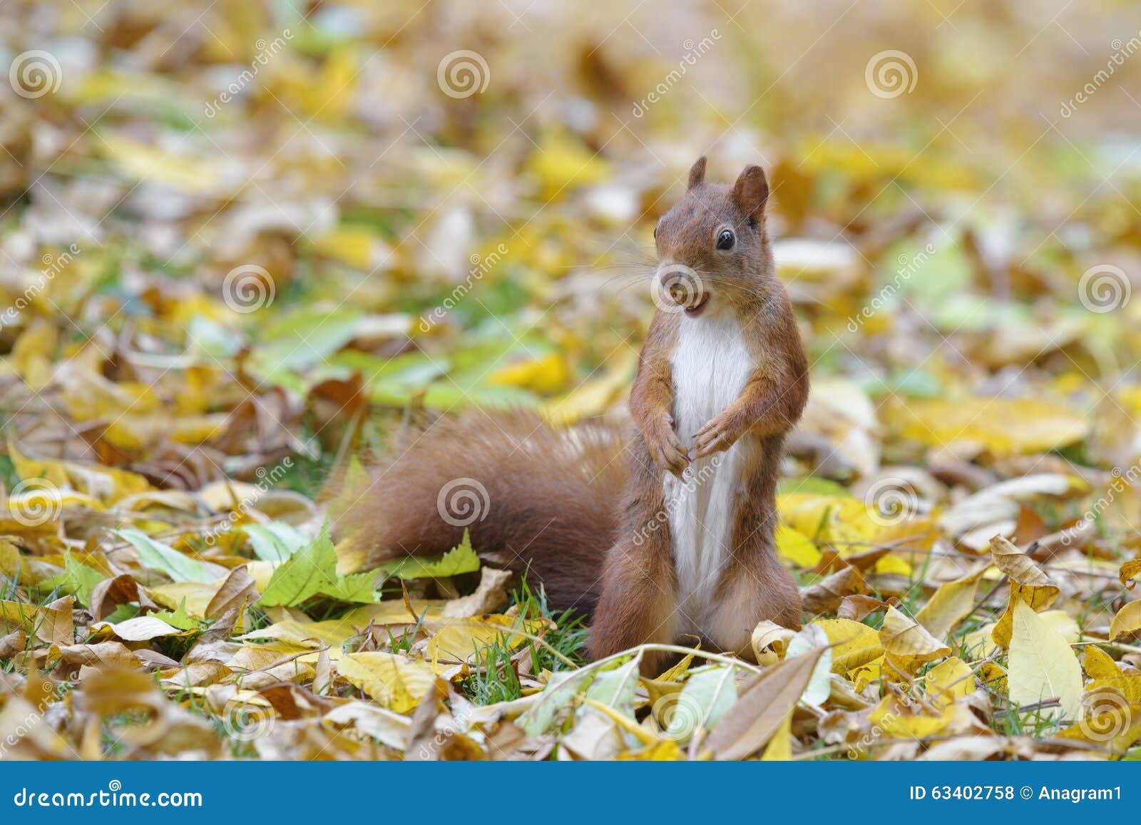 Red squirrel with nut stock photo. Image of fall, ground - 63402758
