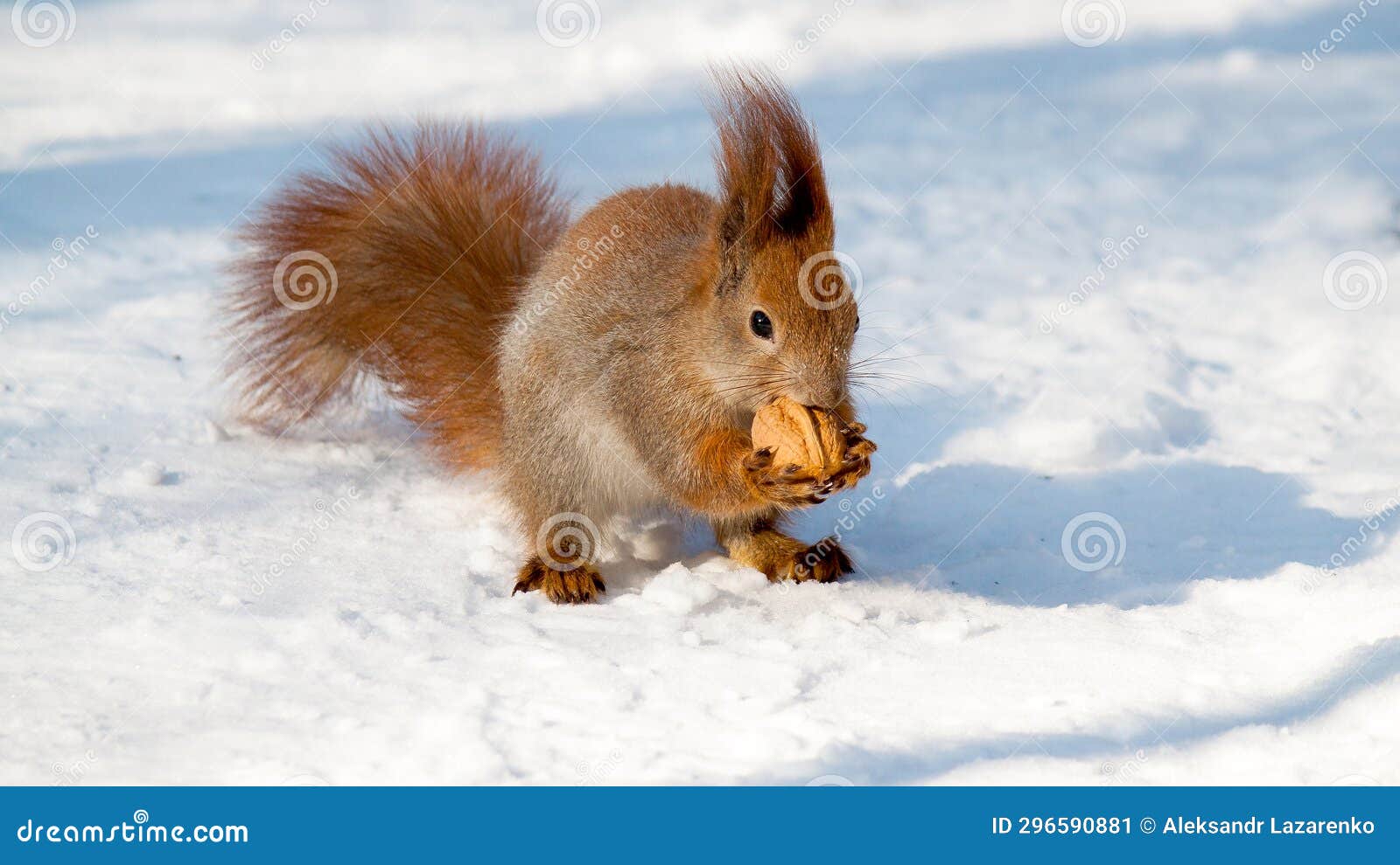 Red Squirrel with a Nut in Its Paws Stands in the Snow Stock Image ...