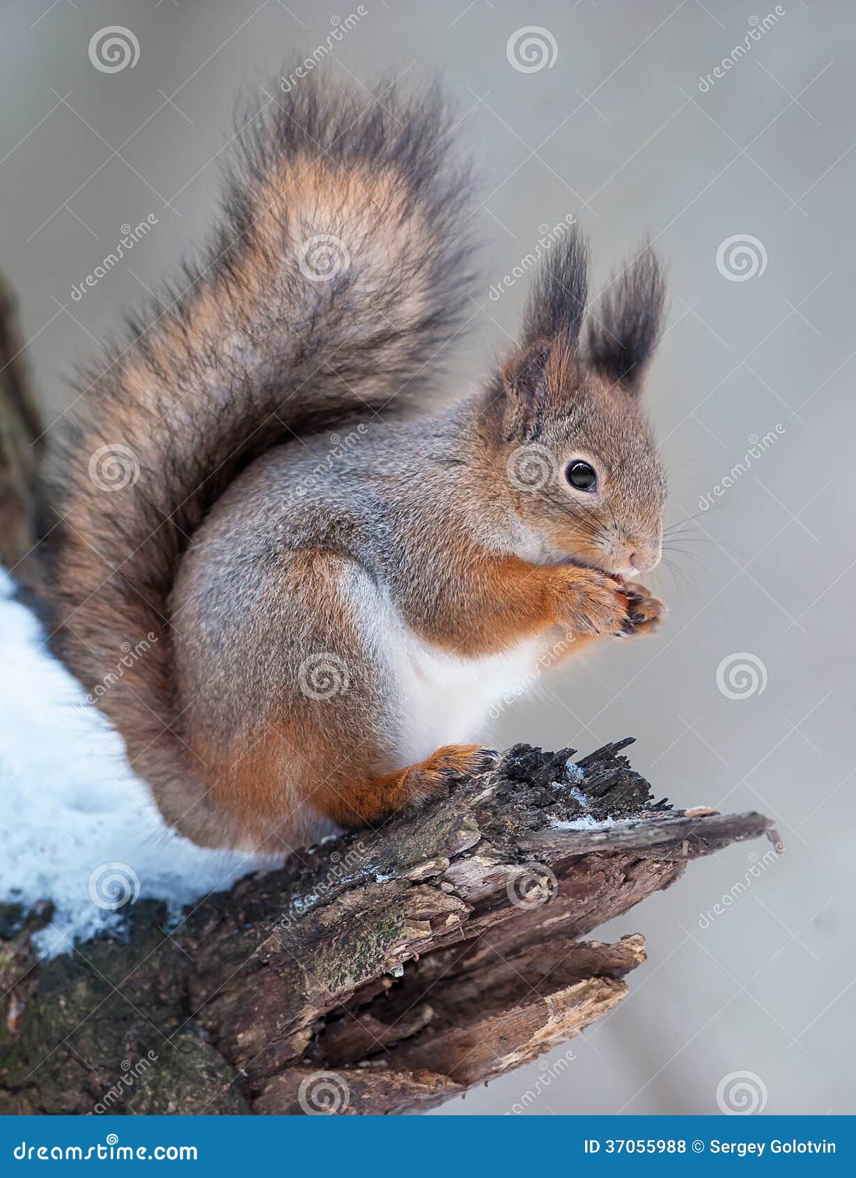 Red squirrel with a nut stock photo. Image of animal - 37055988
