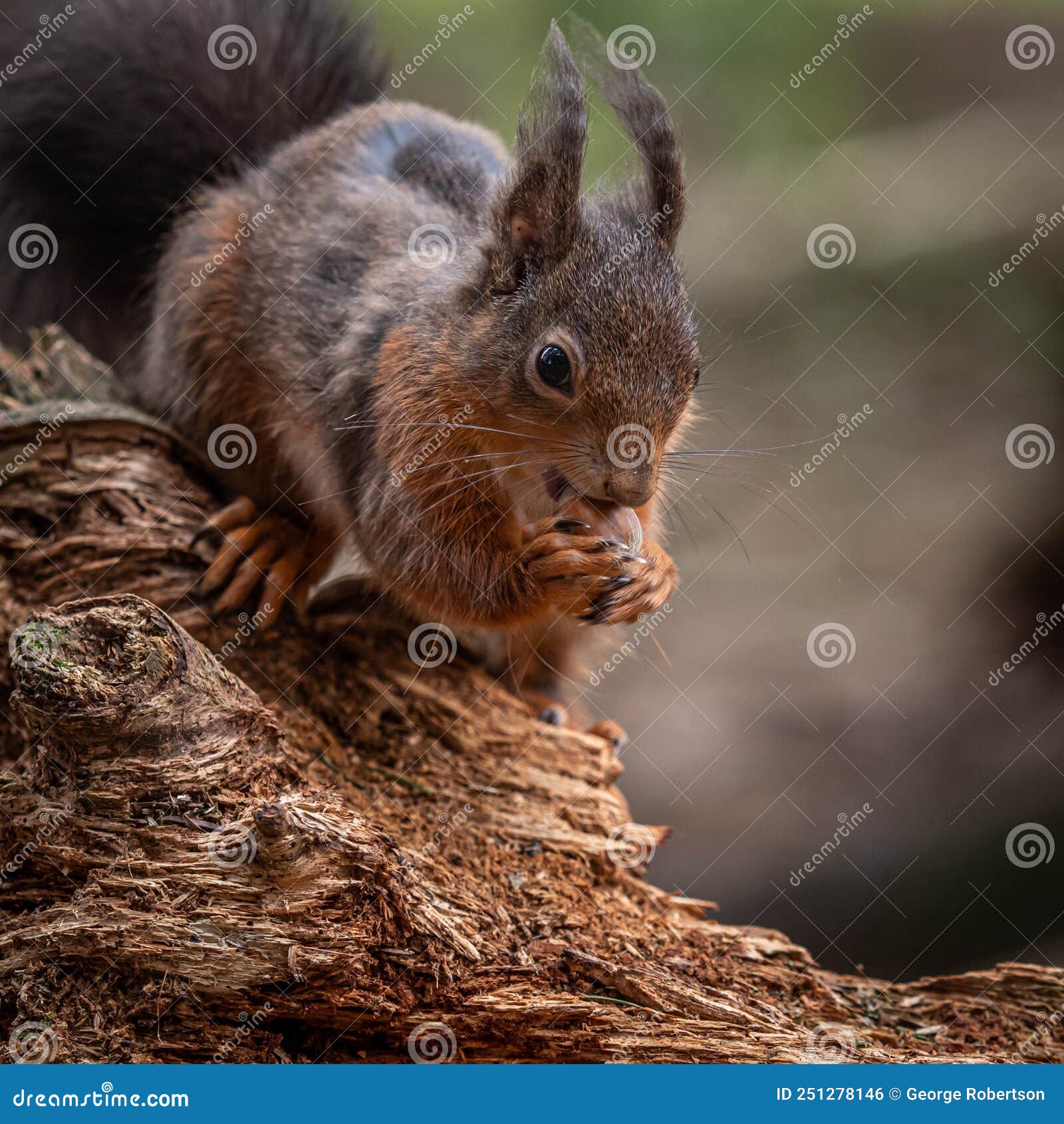 Red Squirrel with a nut stock photo. Image of beauty - 251278146