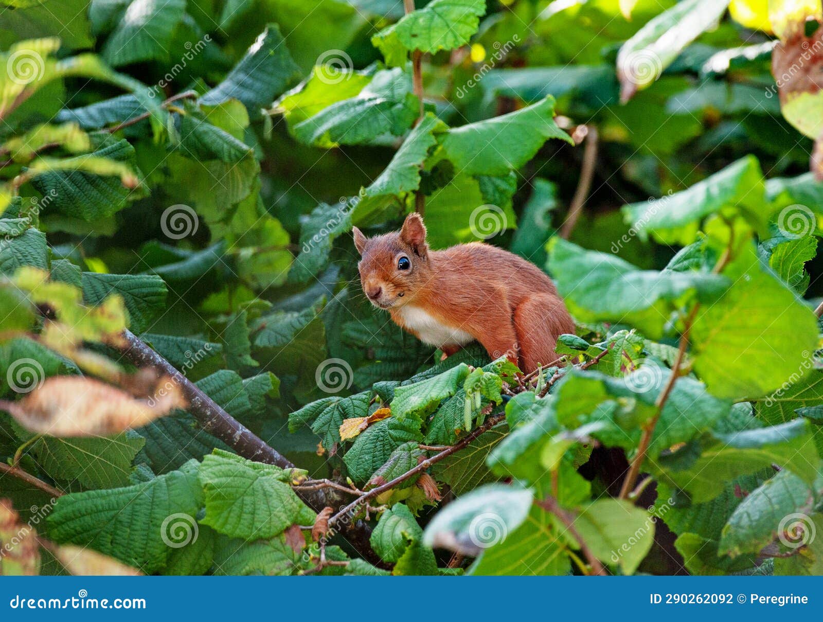 Red Squirrel in the park stock photo. Image of ireland - 290262092