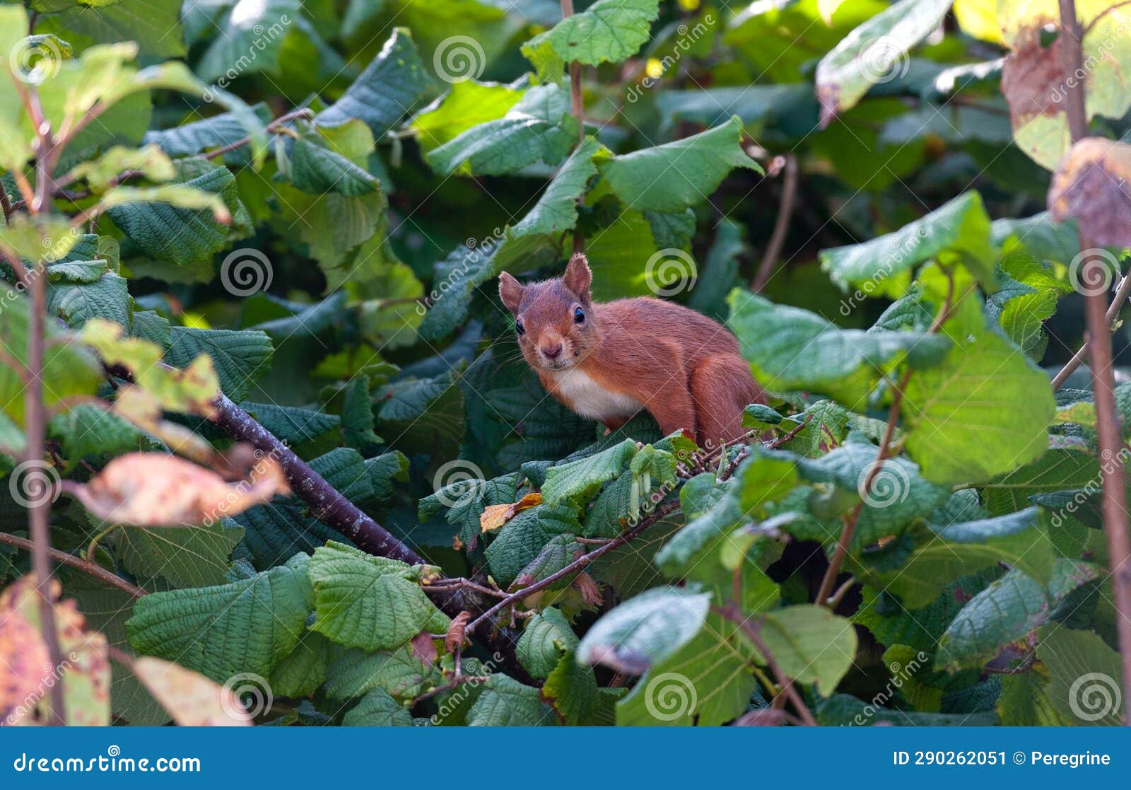 Red Squirrel in the park stock image. Image of summer - 290262051