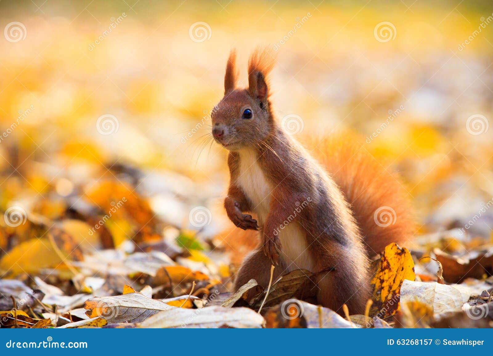 Red squirrel in park stock image. Image of leaves, polish - 63268157