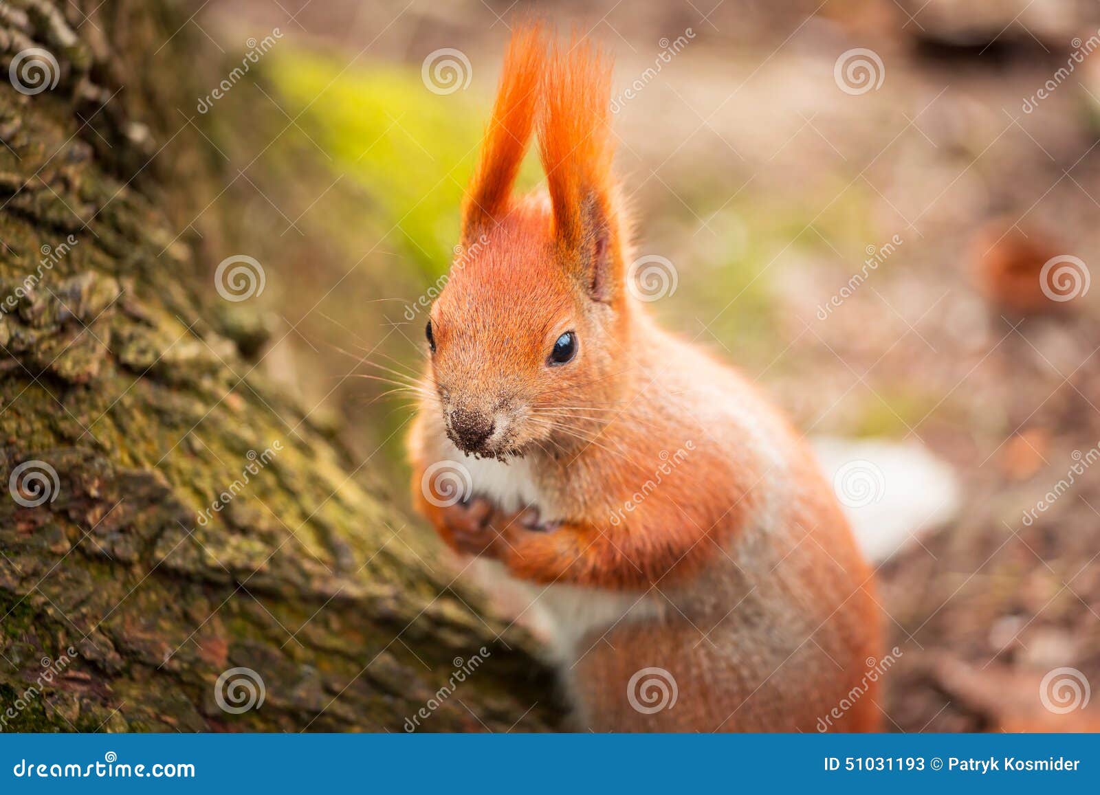 Red squirrel stock image. Image of nature, outdoor, cute - 51031193