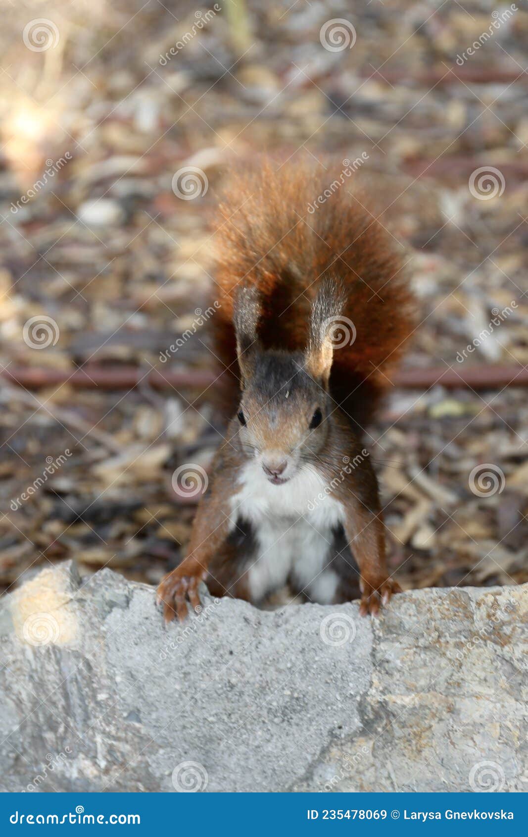 Red Squirrel in the Park in Summer Stock Image - Image of background ...