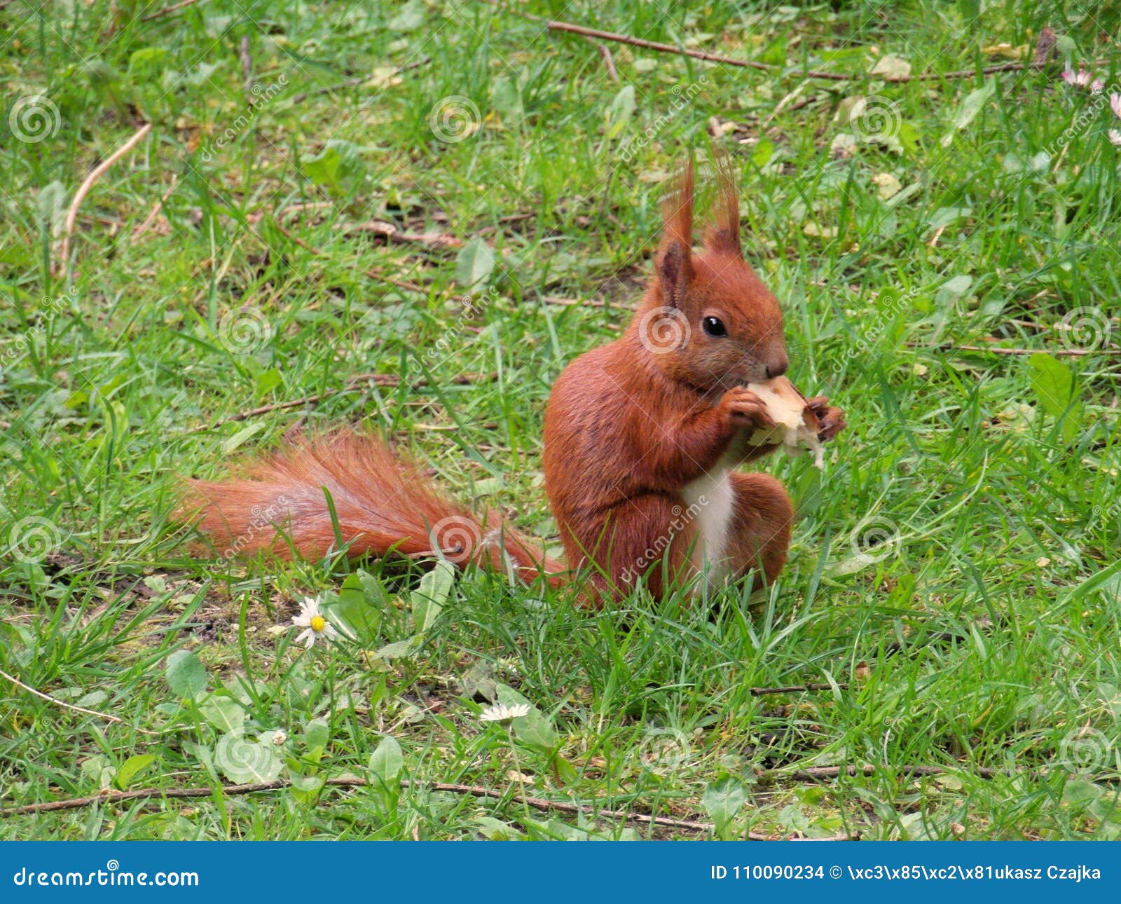 Red Squirrel in Lazienki Park in Warsaw, Poland Stock Photo - Image of ...