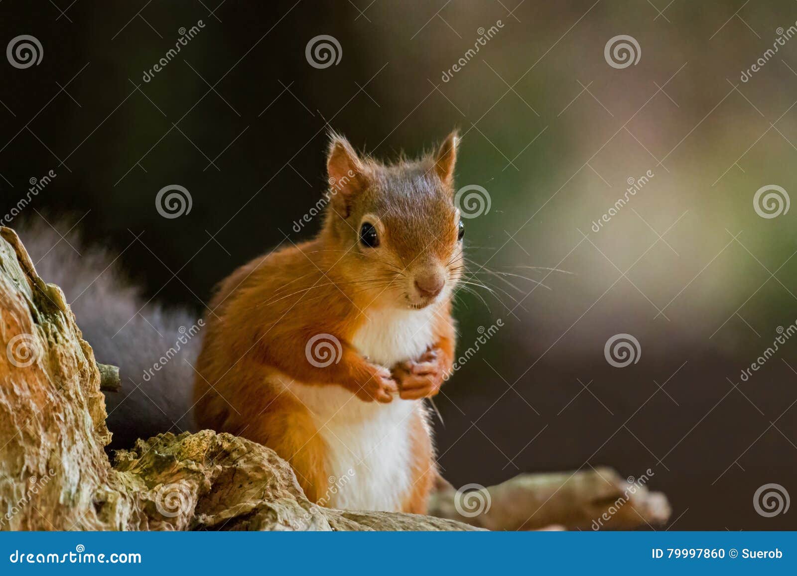 Red Squirrel with Paws Up stock photo. Image of woodland - 79997860
