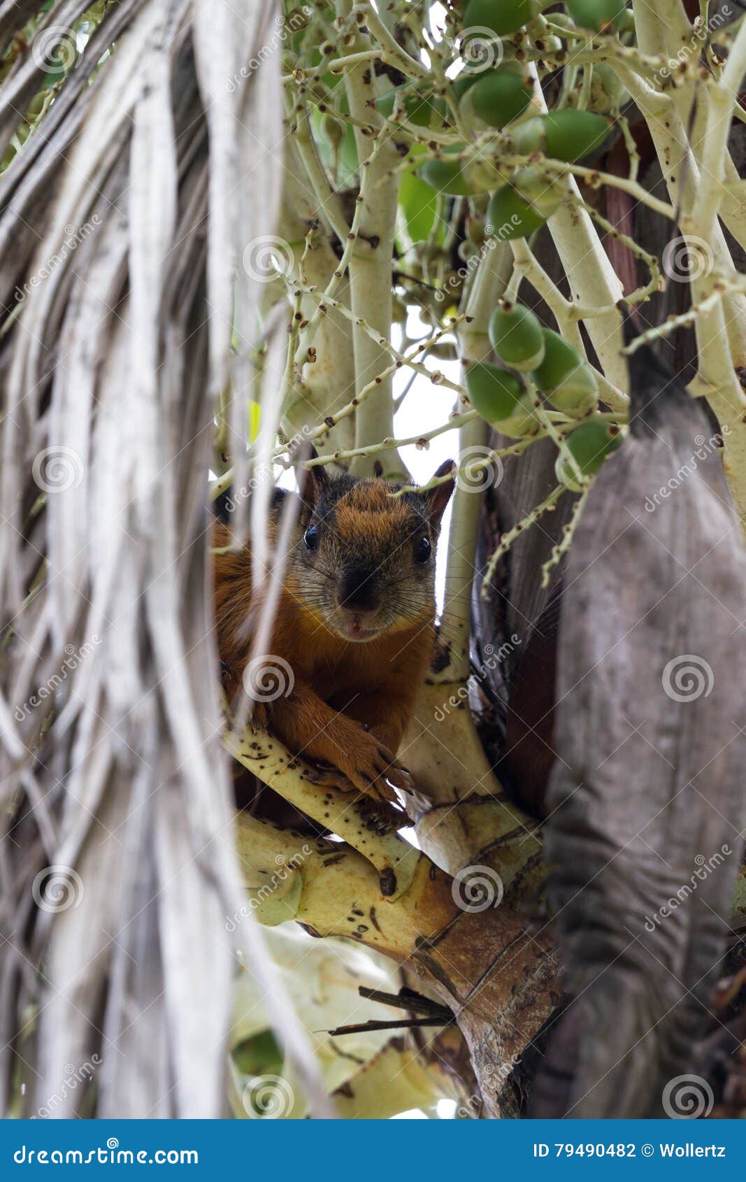 Red Squirrel Peeking Around a Tree Stock Photo - Image of stripe ...