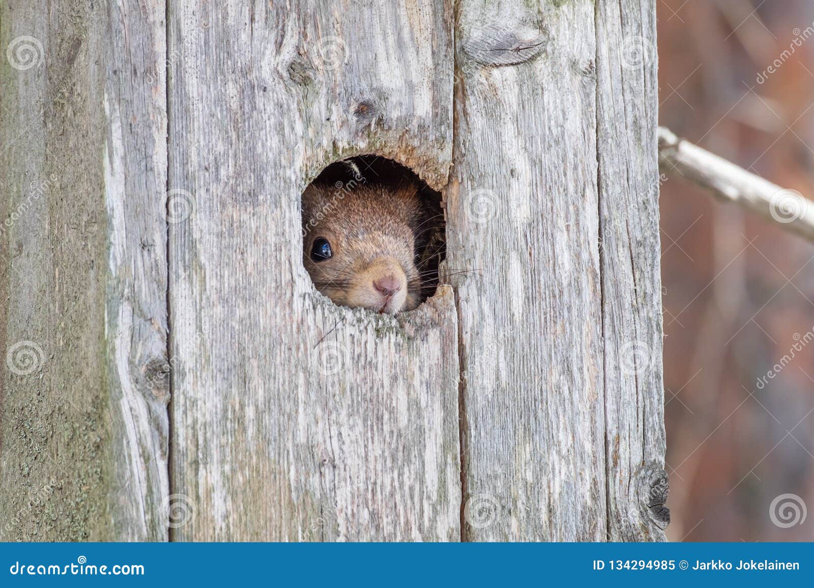Red Squirrel Peeking Out from a Bird Nest Box Stock Image - Image of ...