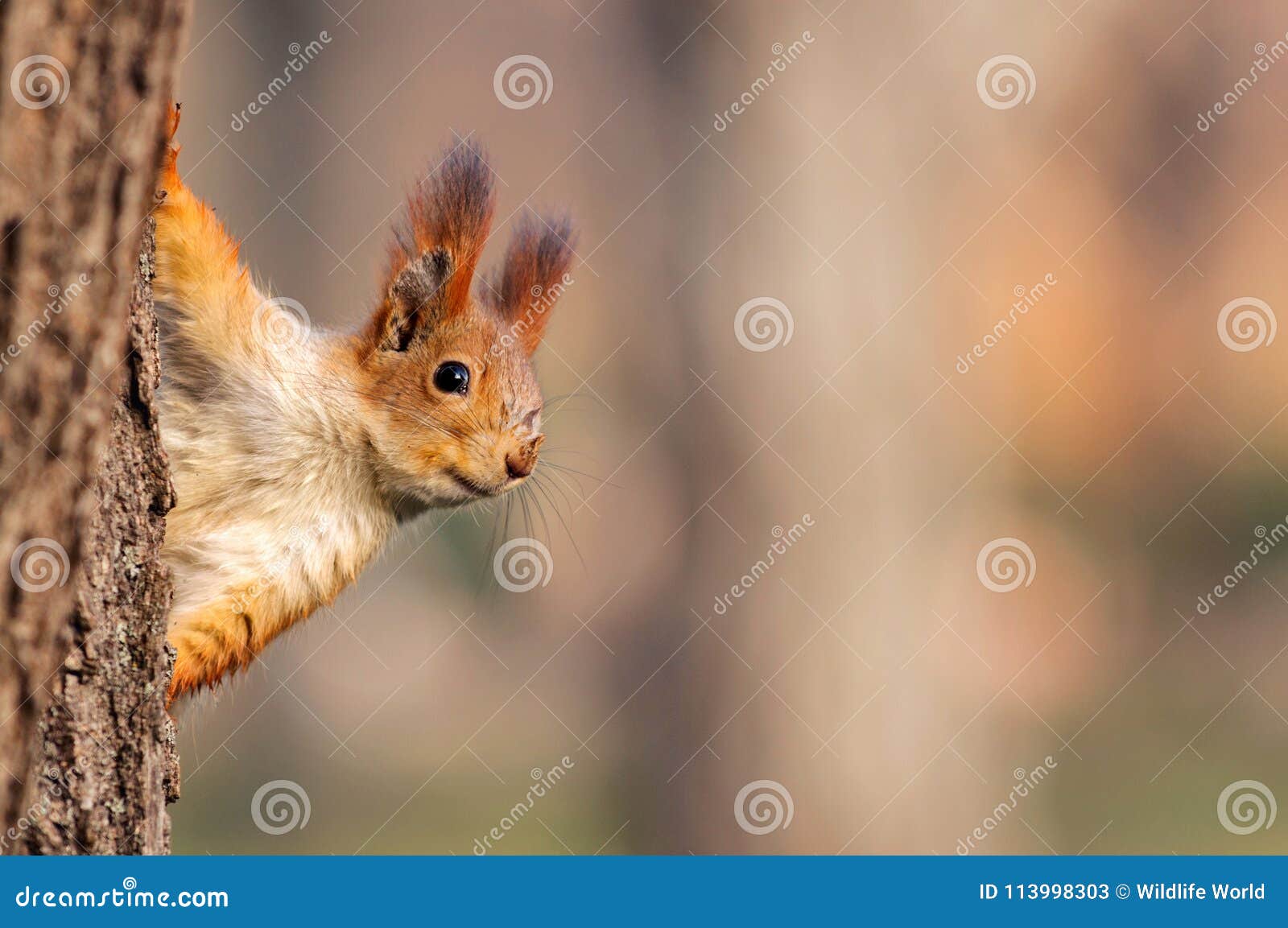 The Red Squirrel Peeks Out from Behind a Tree Stock Image - Image of ...