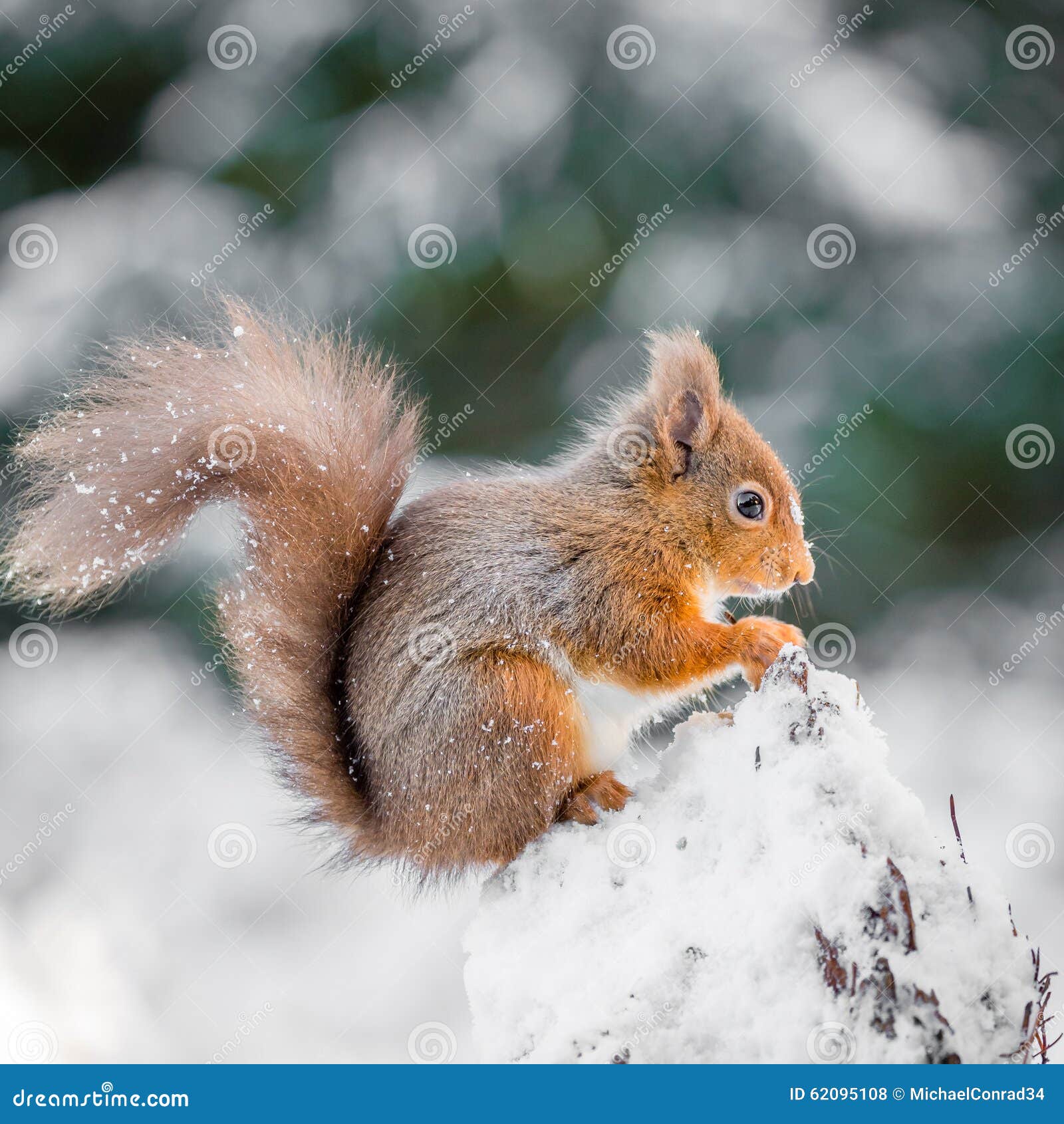 Red Squirrel Perched on Snow Covered Tree Stump Stock Photo - Image of ...