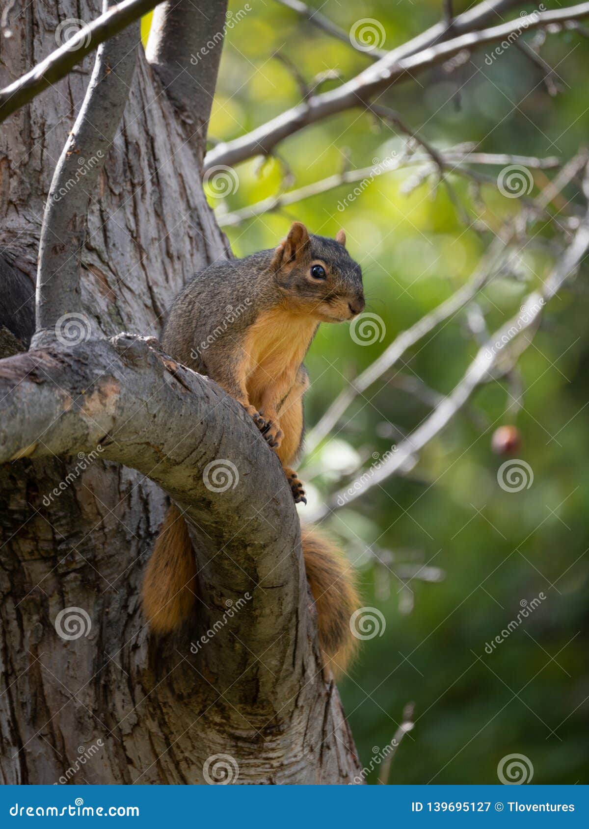 Red Squirrel Perched on a Tree Limb Stock Image - Image of mammal ...