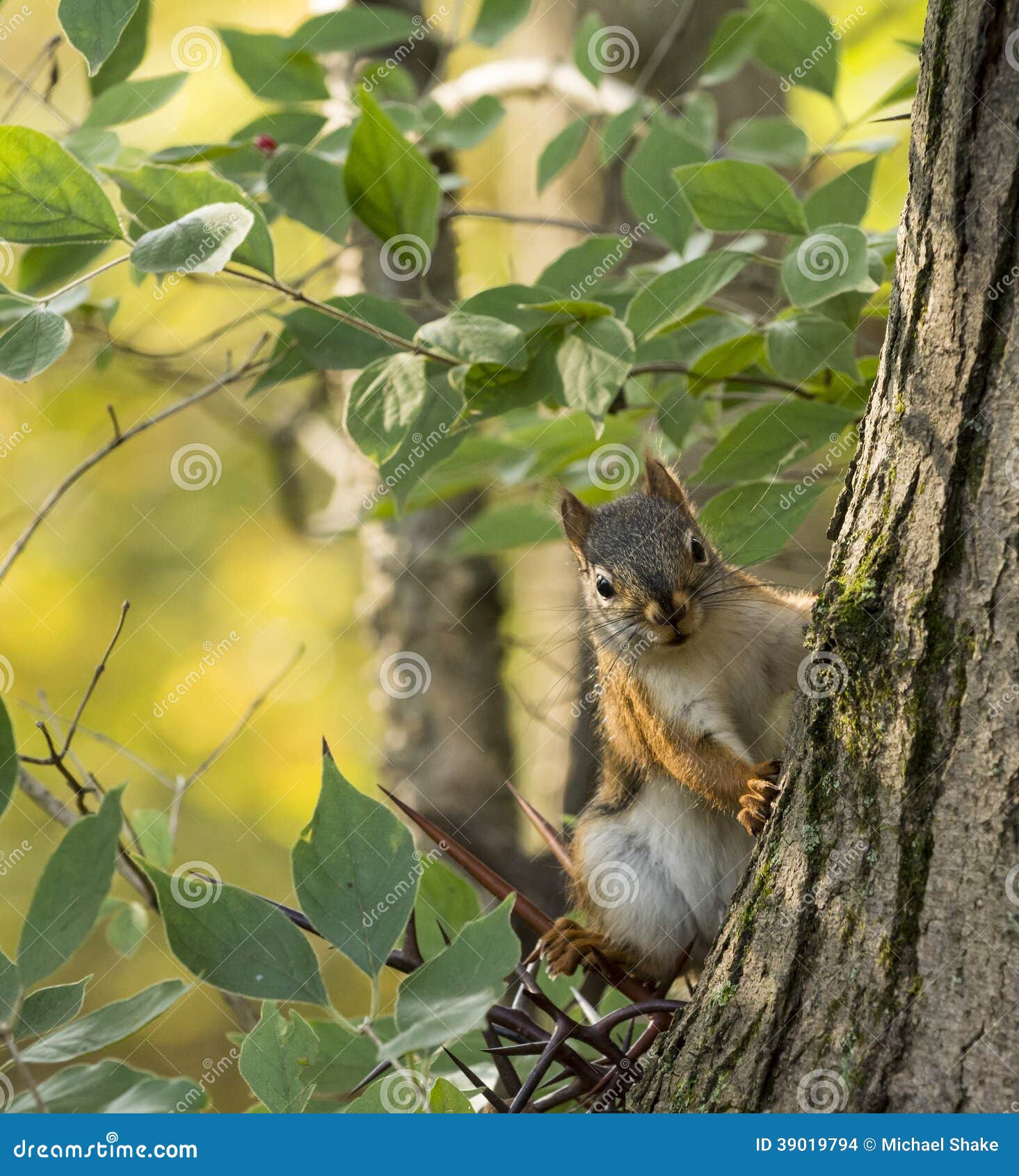 Red Squirrel stock photo. Image of tree, autumn, vulgaris - 39019794