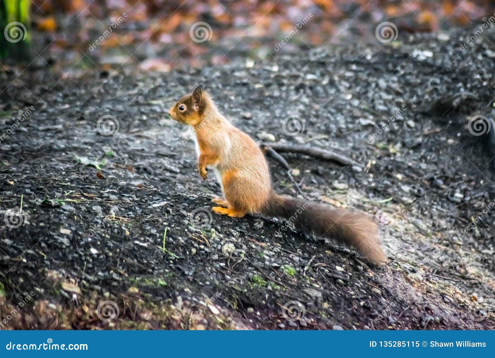 Red Squirrel stock image. Image of rodent, adorable - 135285115