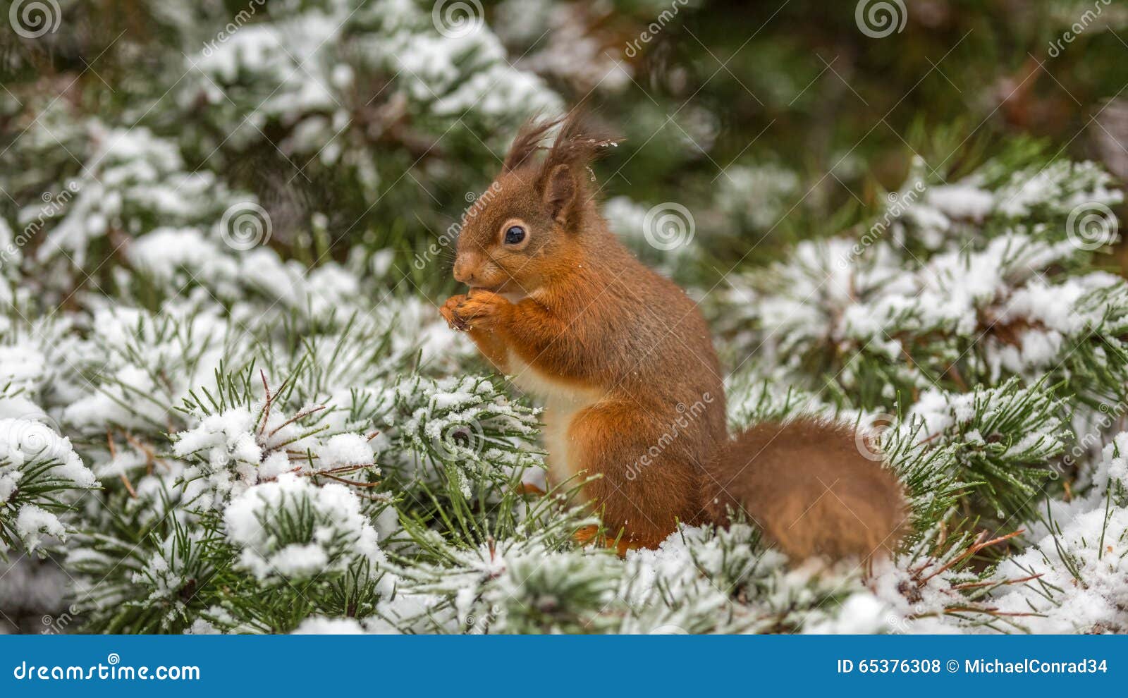 Red squirrel in pine tree stock photo. Image of brown - 65376308