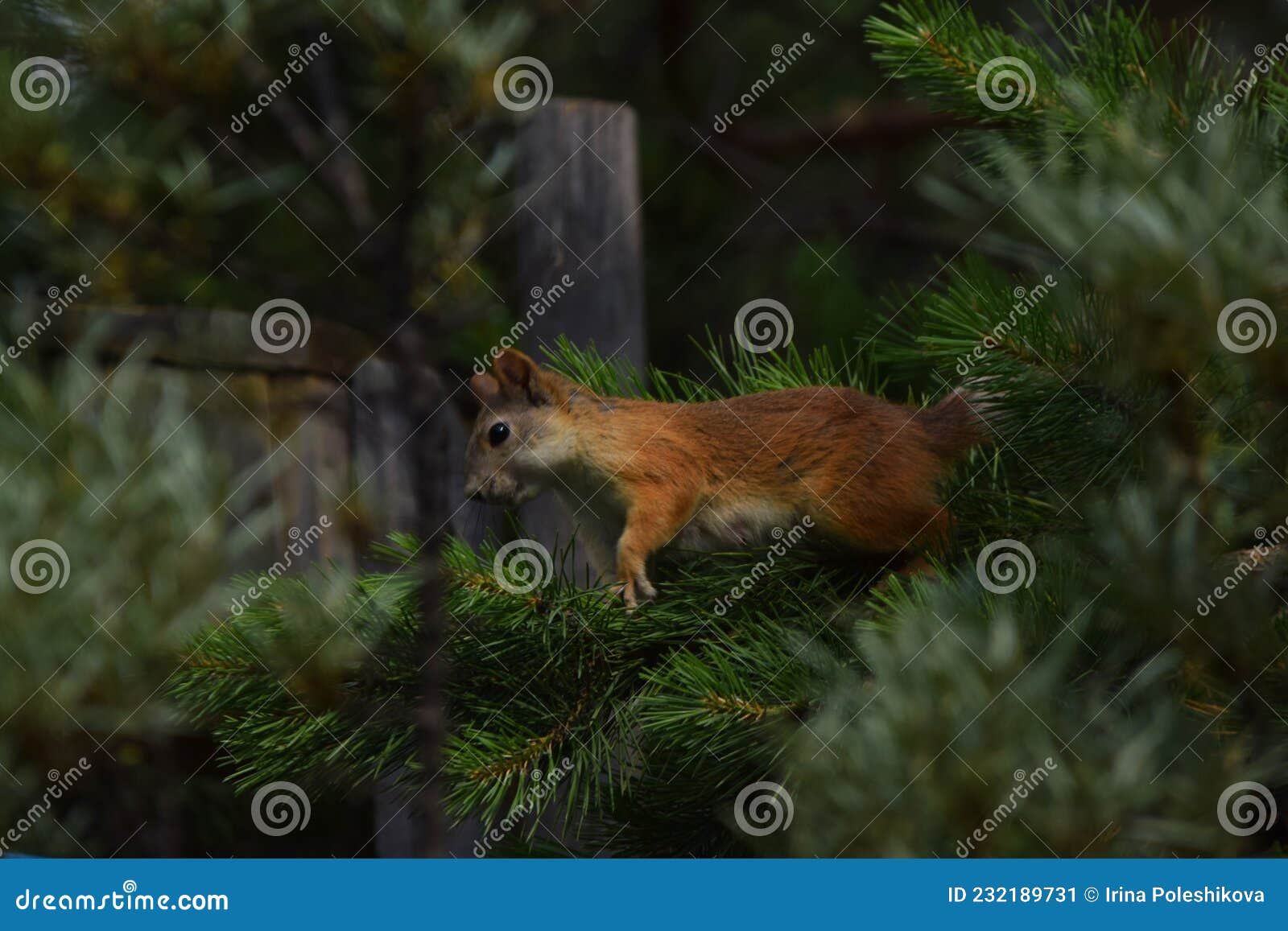 Squirrel on a Pine Branch in the Garden Stock Image - Image of wooden ...