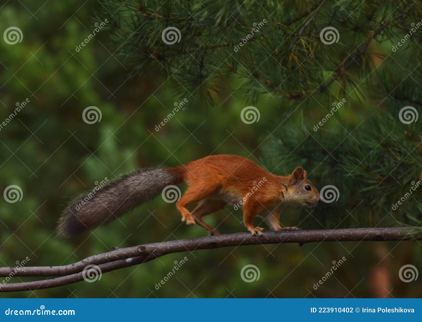 Red Squirrel and the Pine Tree Stock Photo - Image of branch, animal ...