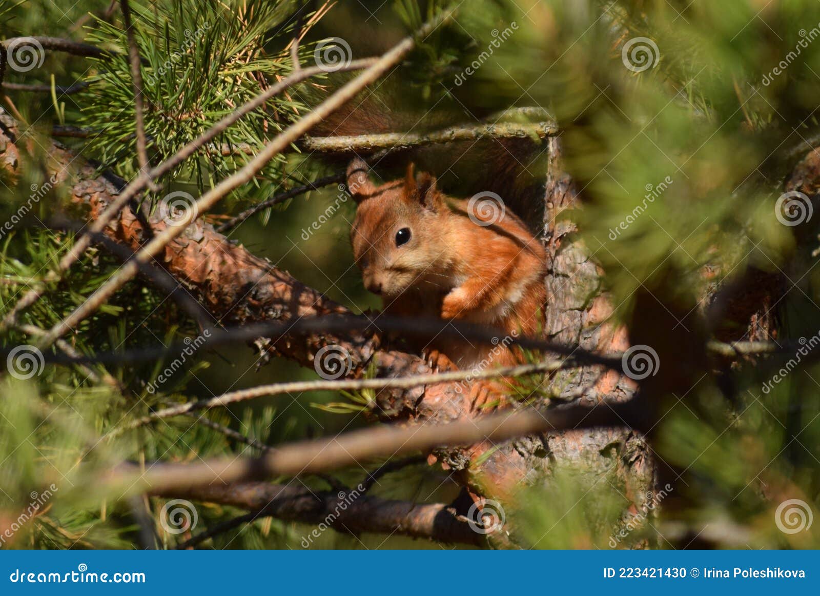 Red Squirrel on a Pine Tree Stock Photo - Image of tree, sitting: 223421430
