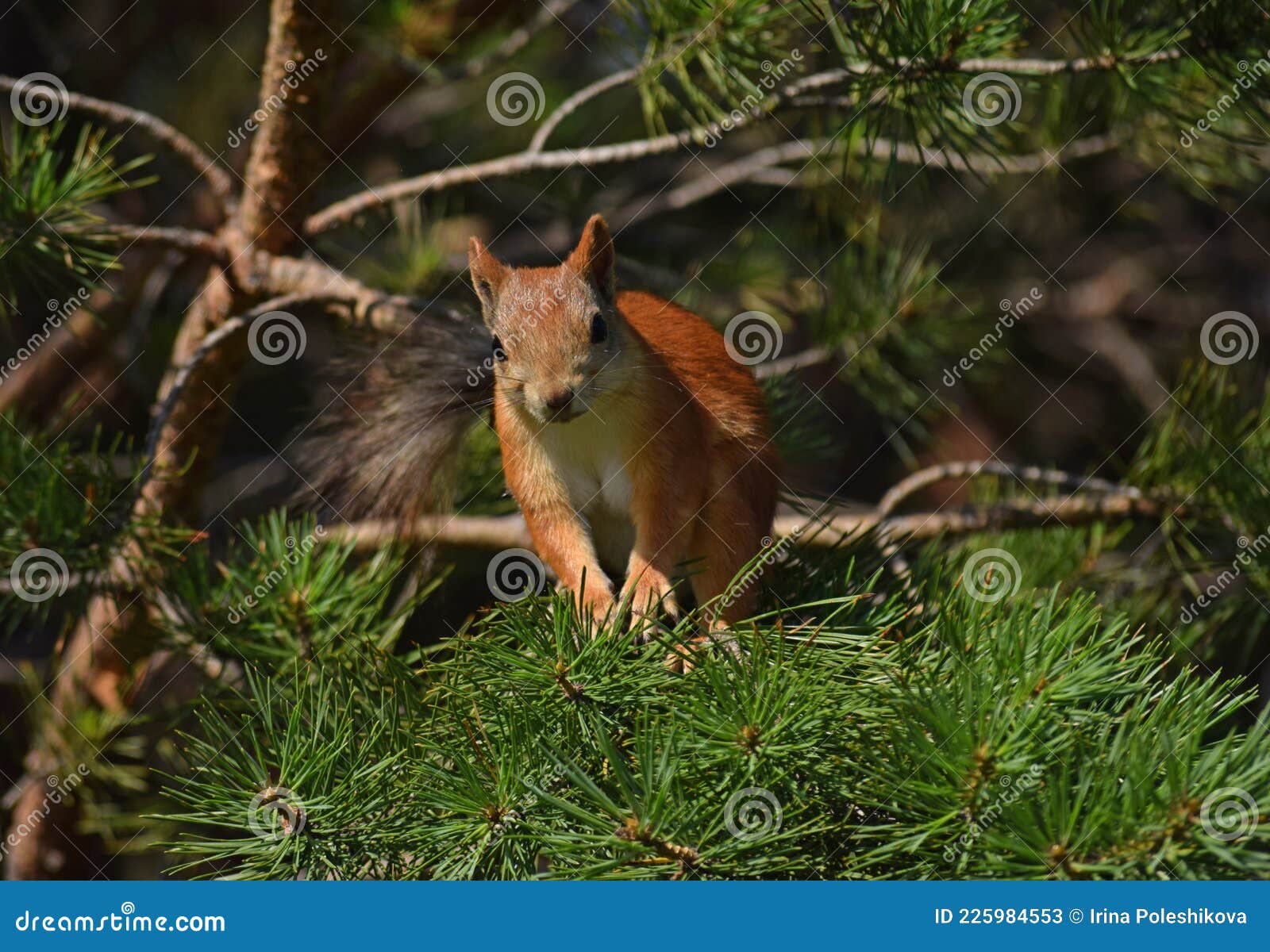 Red Squirrel on a Pine Tree Stock Image - Image of cute, pine: 225984553