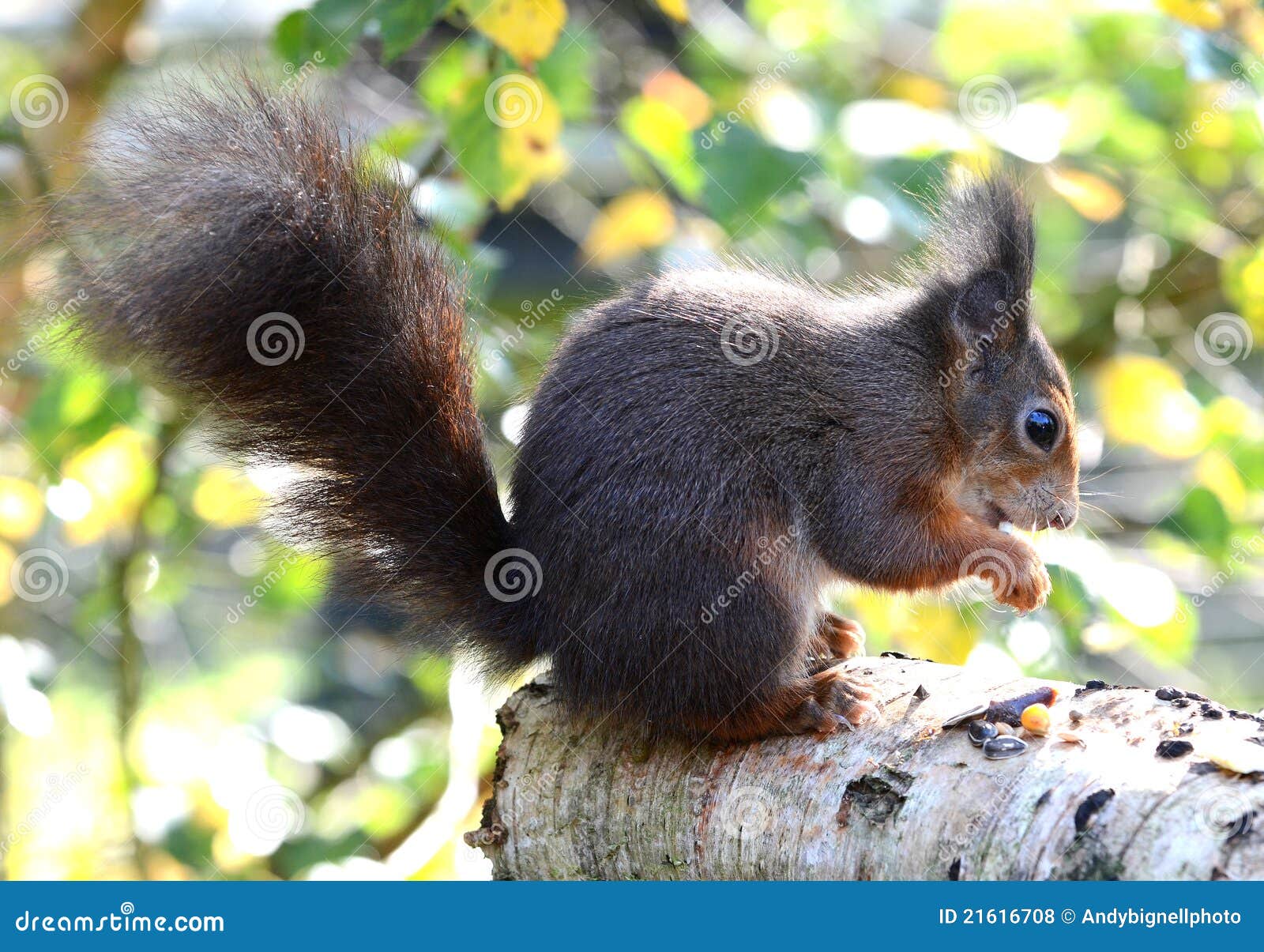 Red Squirrel Portrait stock photo. Image of vulgaris - 21616708