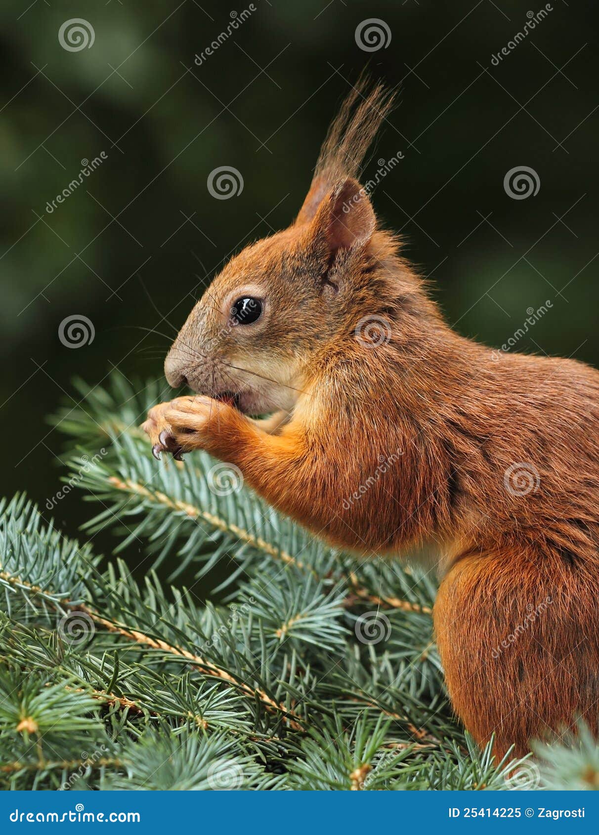 Red squirrel portrait stock image. Image of beauty, glitter - 25414225