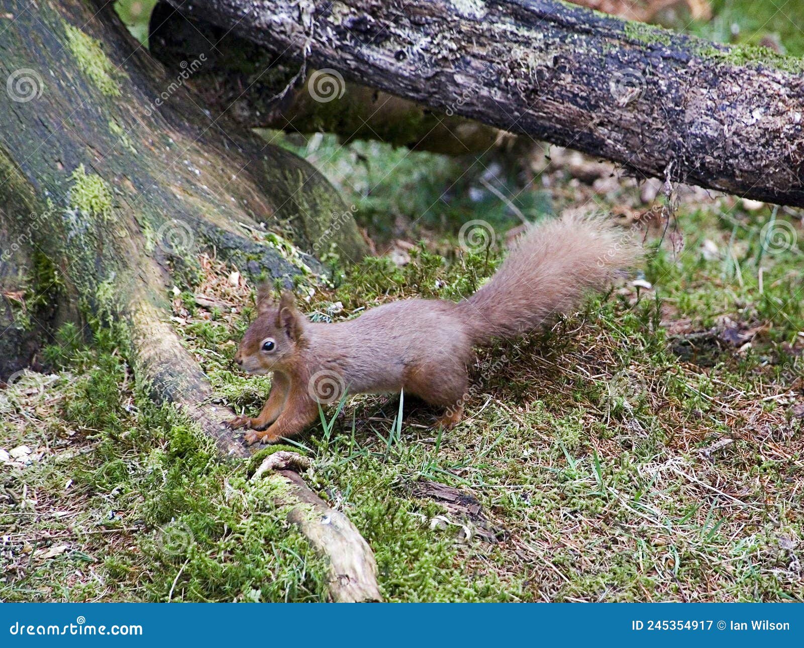 Red Squirrel Posing on the Ground Stock Image - Image of numbers ...