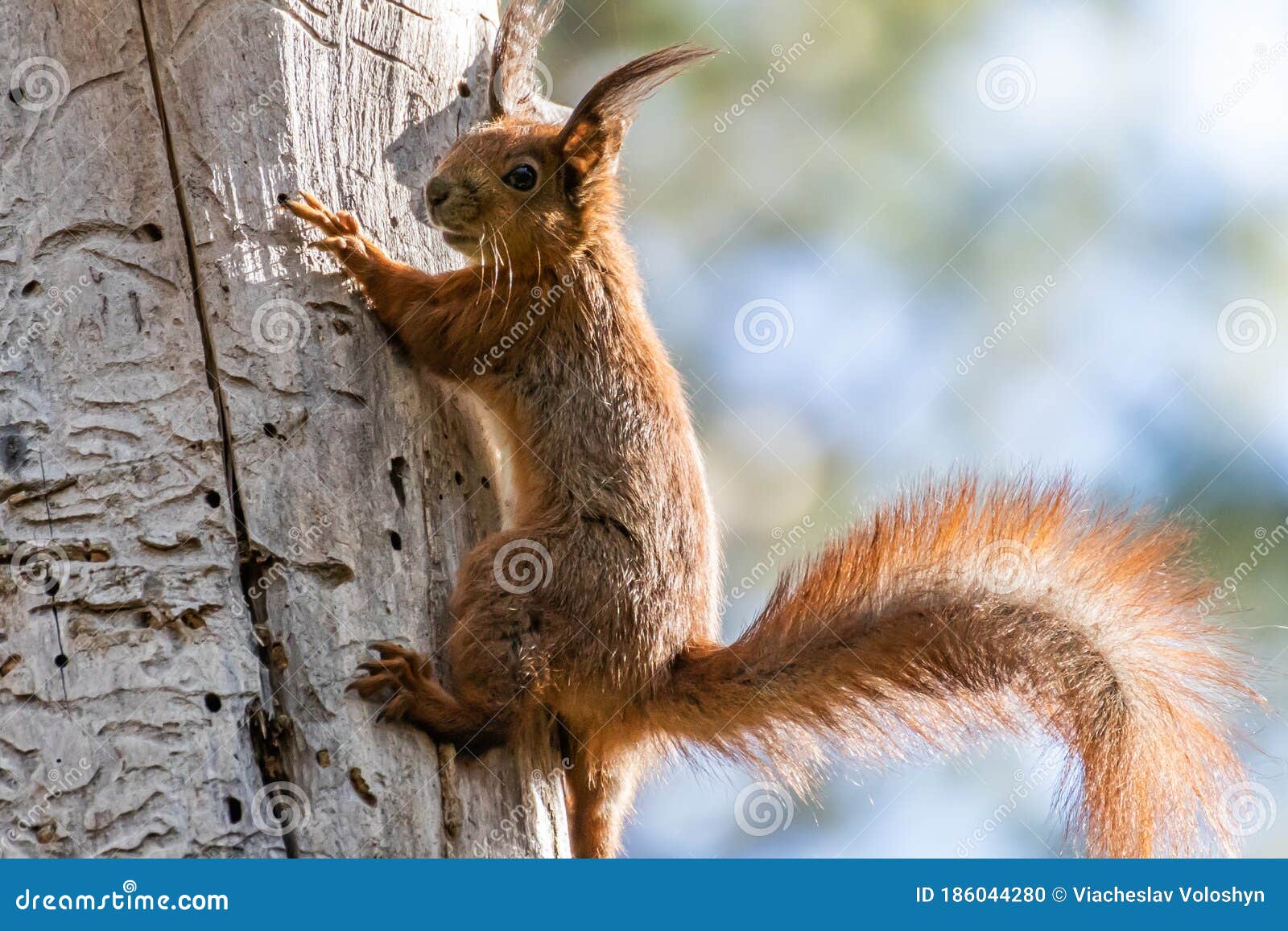 Red Squirrel Posing on a Tree. Portrait of a Funny Furry Squirrel with ...