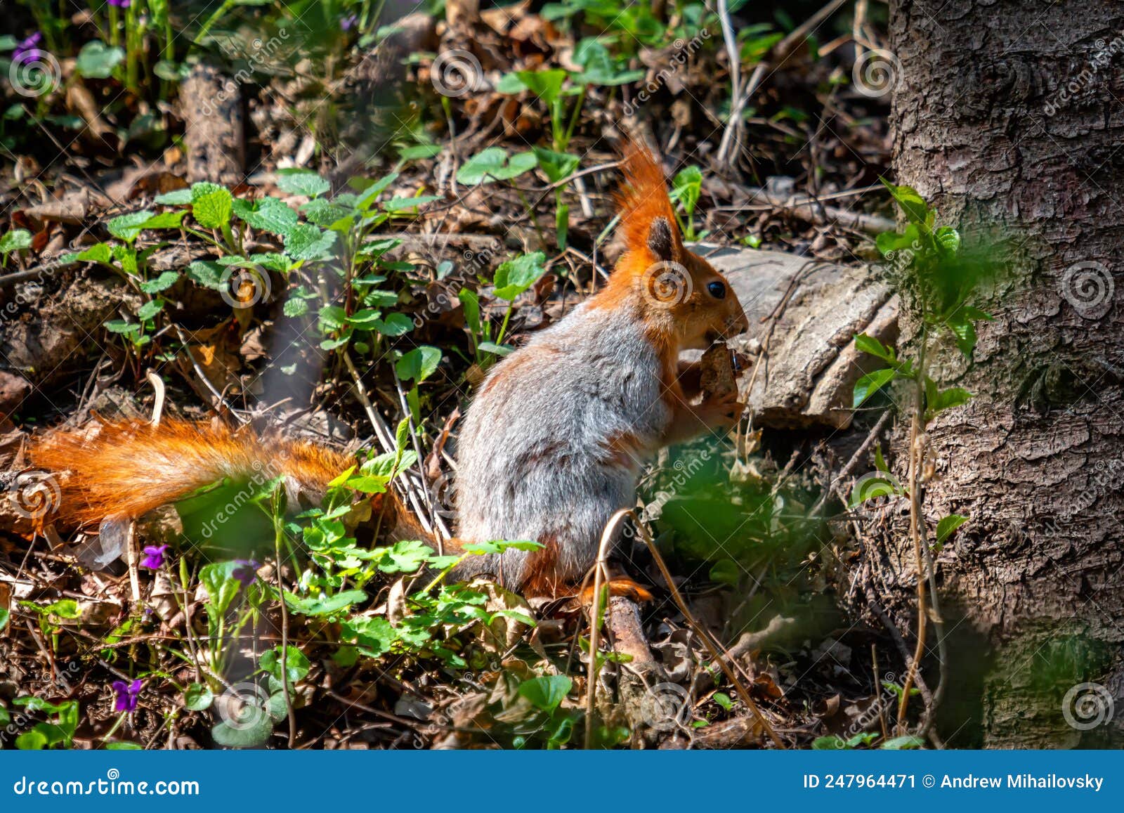 Red Squirrel in the Process of Molting Fur Stock Image - Image of ...