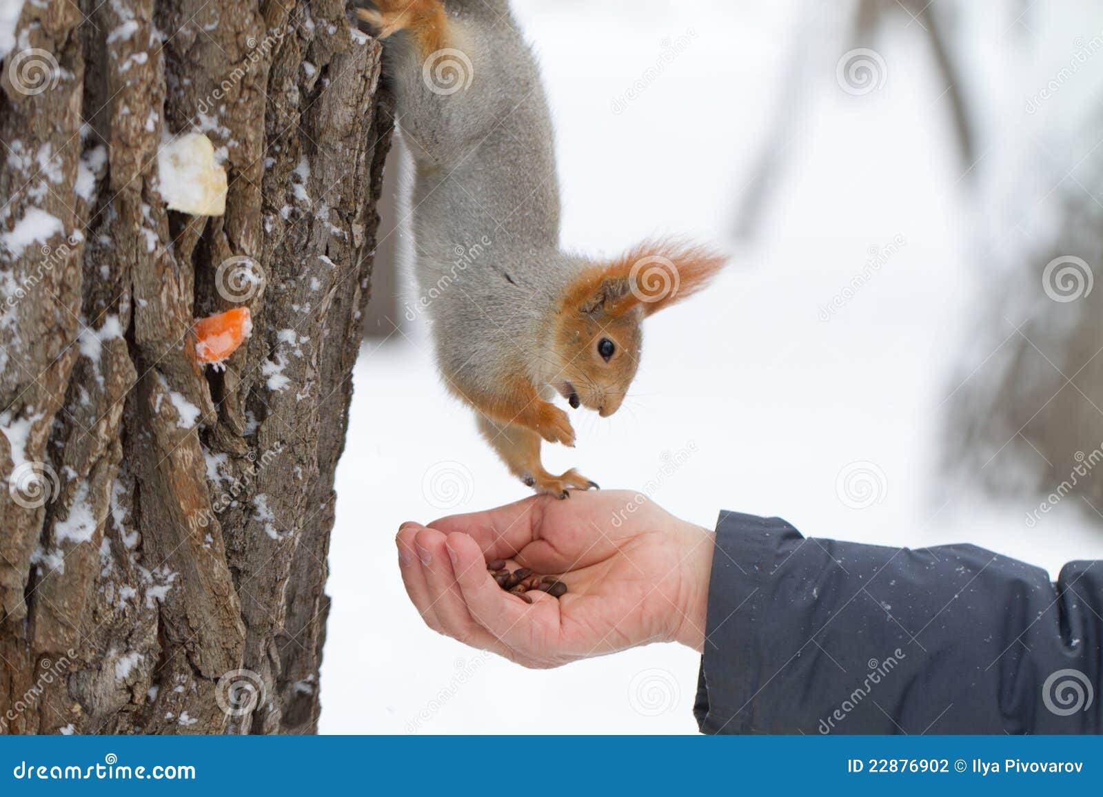 Red squirrel profile stock photo. Image of animal, gray - 22876902
