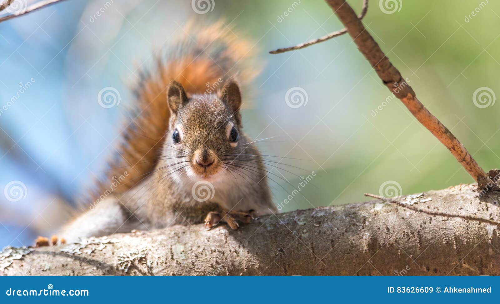 Red Squirrel, Quick Little Woodland Creature Pauses only for a Second ...