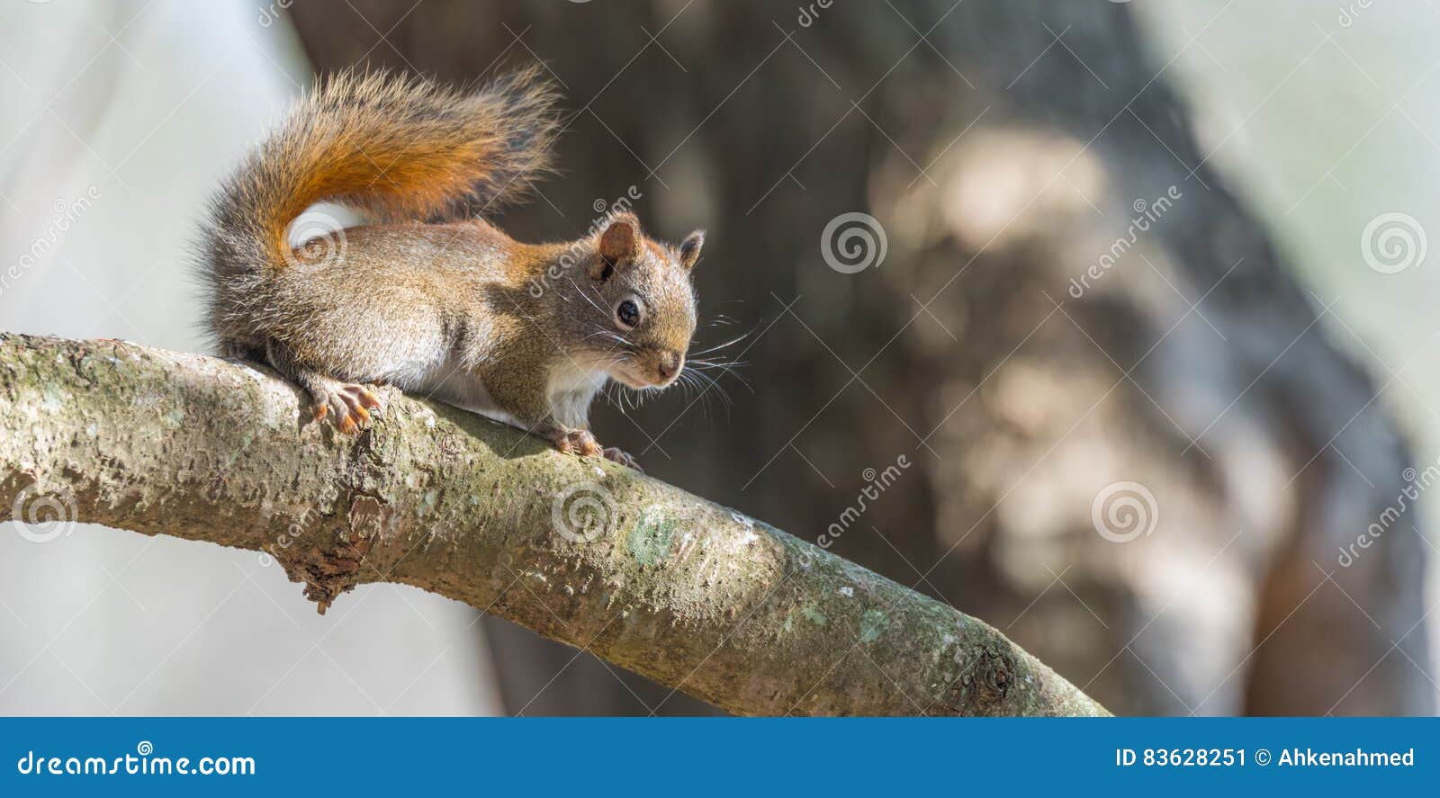 Red Squirrel, Quick Little Woodland Creature Pauses only for a Second ...