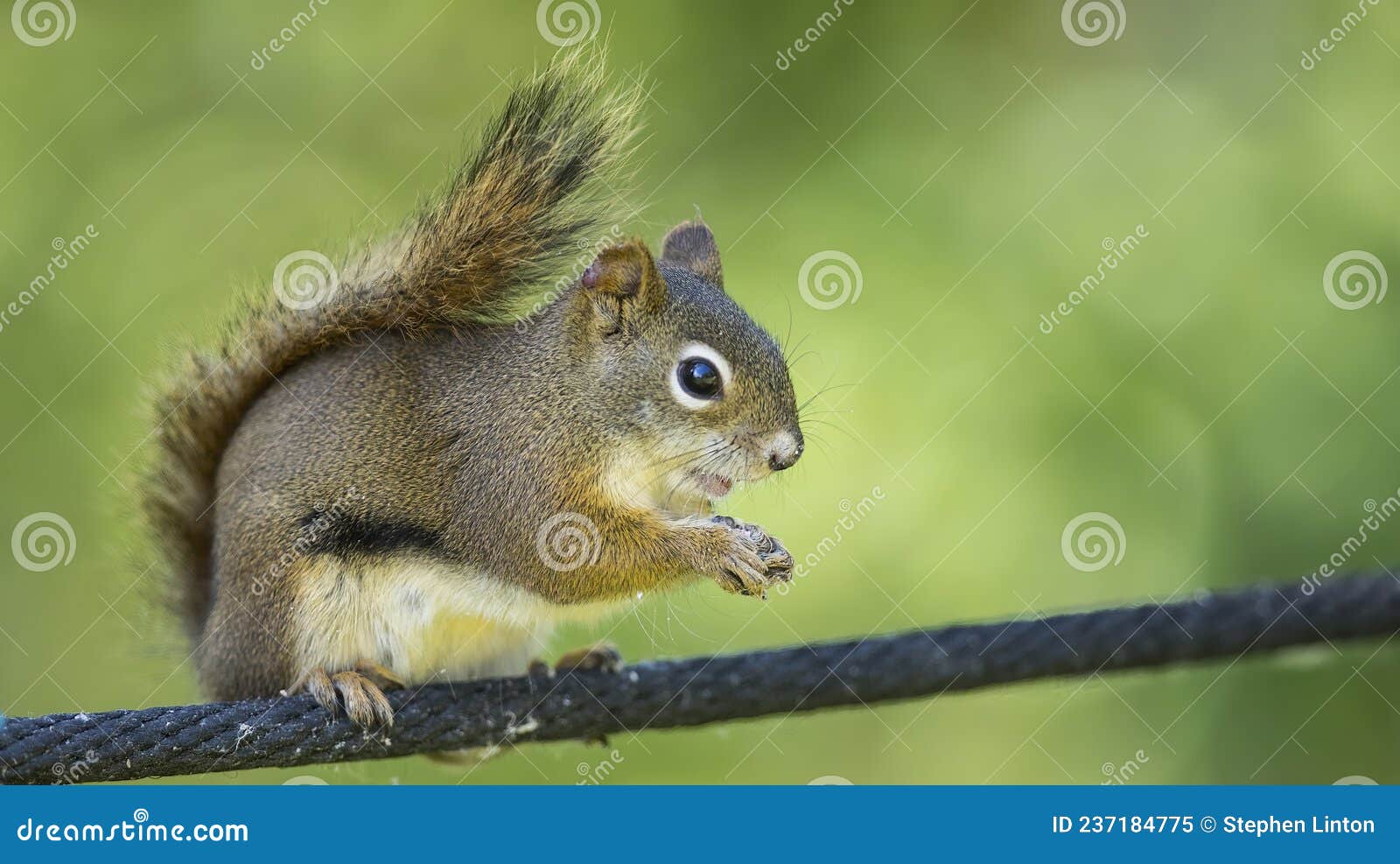 Red Squirrel and a Rope stock image. Image of branch - 237184775