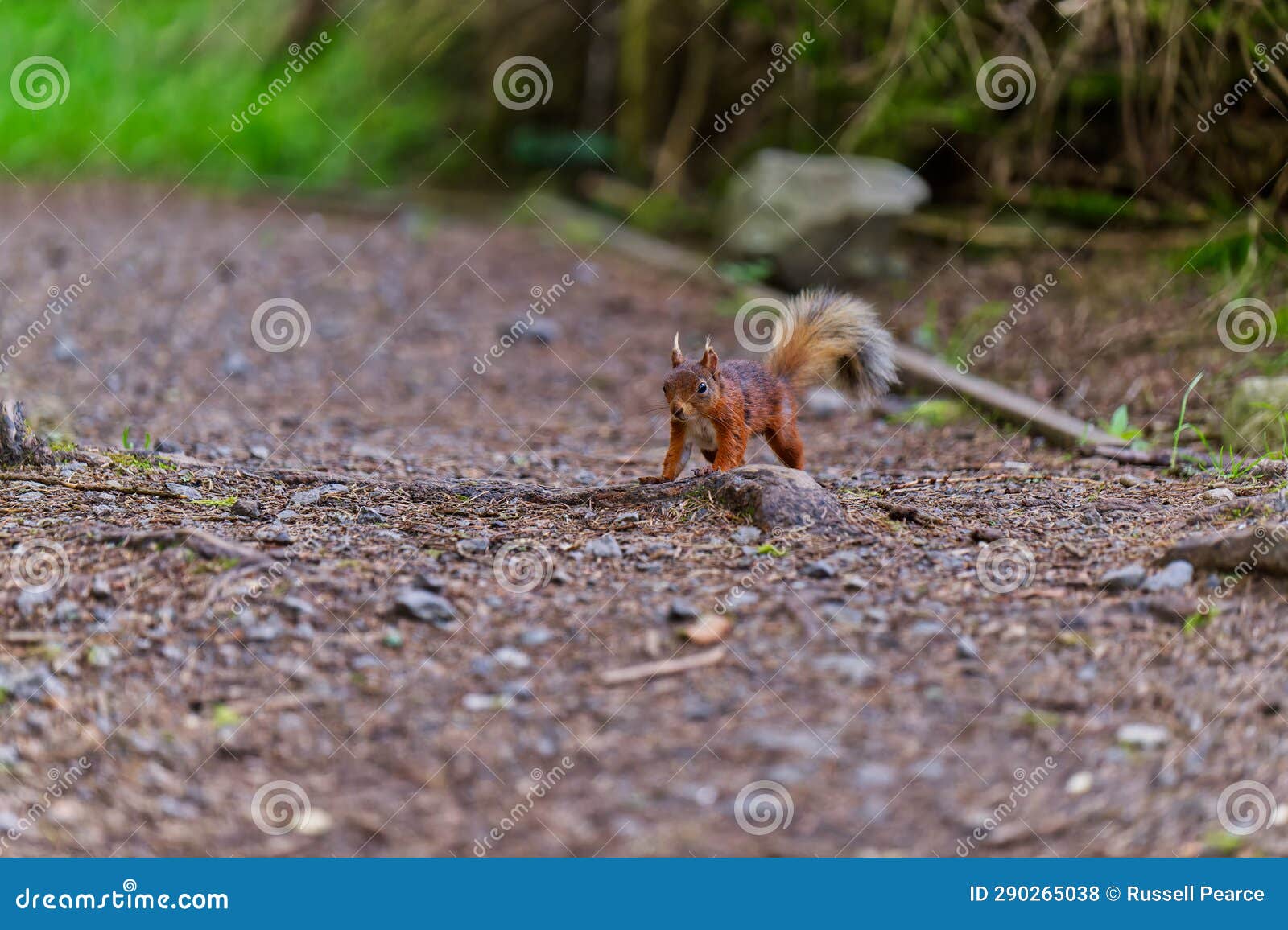 Red squirrel on the run stock photo. Image of spruce - 290265038