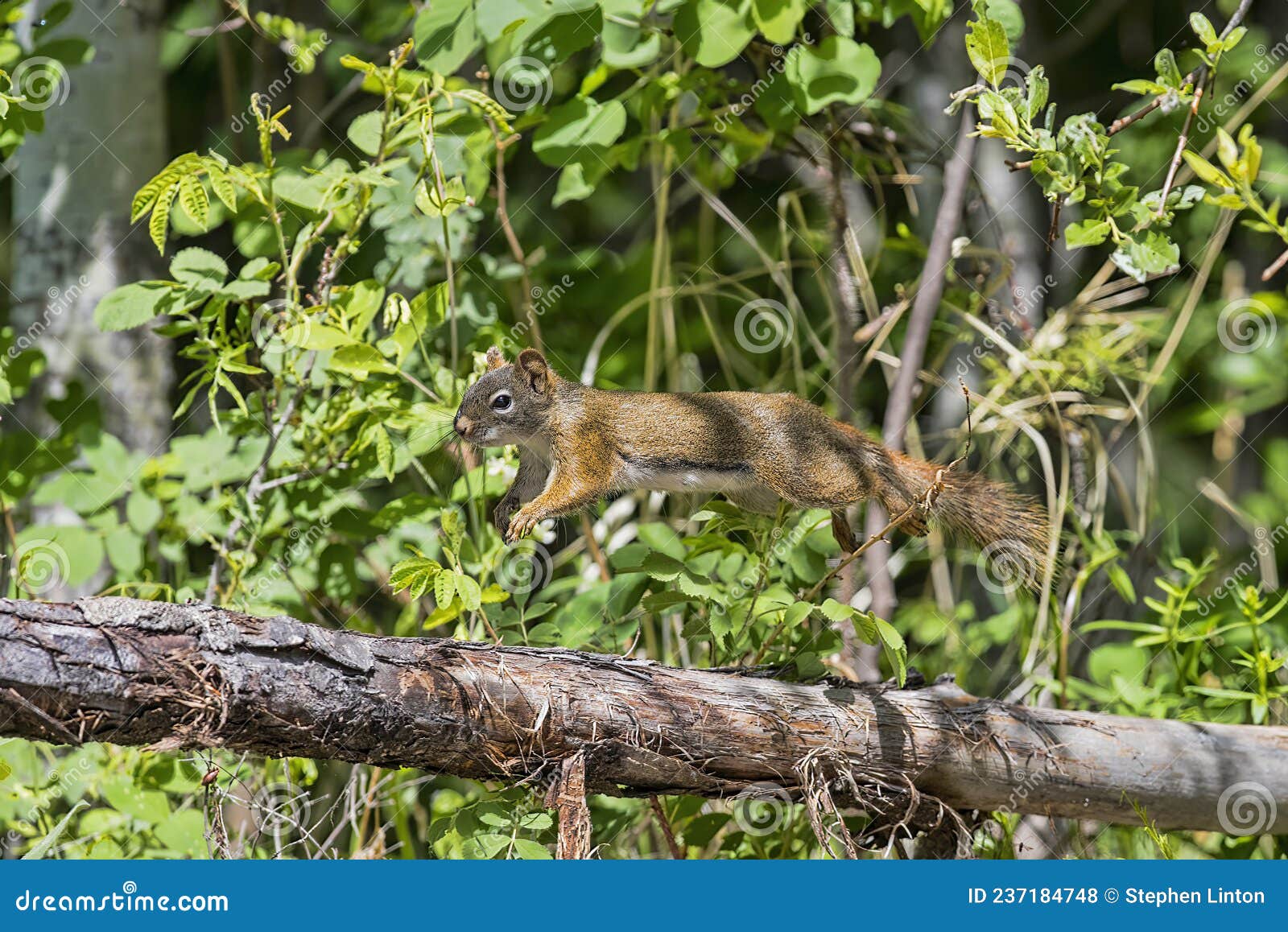 Red Squirrel in a Tree stock photo. Image of leaf, running - 237184748
